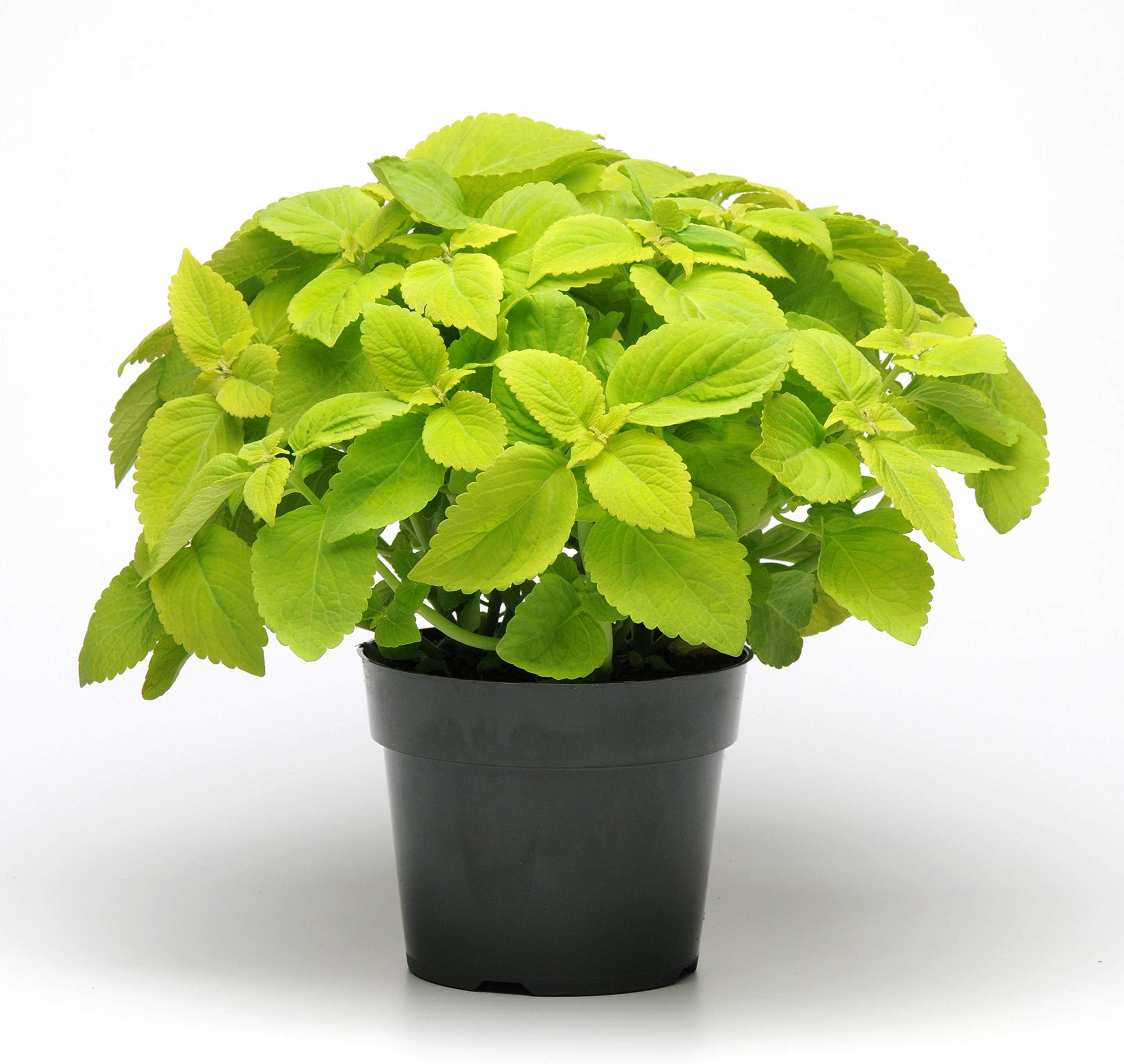 Amazon.com : Outsidepride Coleus Fairway Indoor or Outdoor Foliage ...