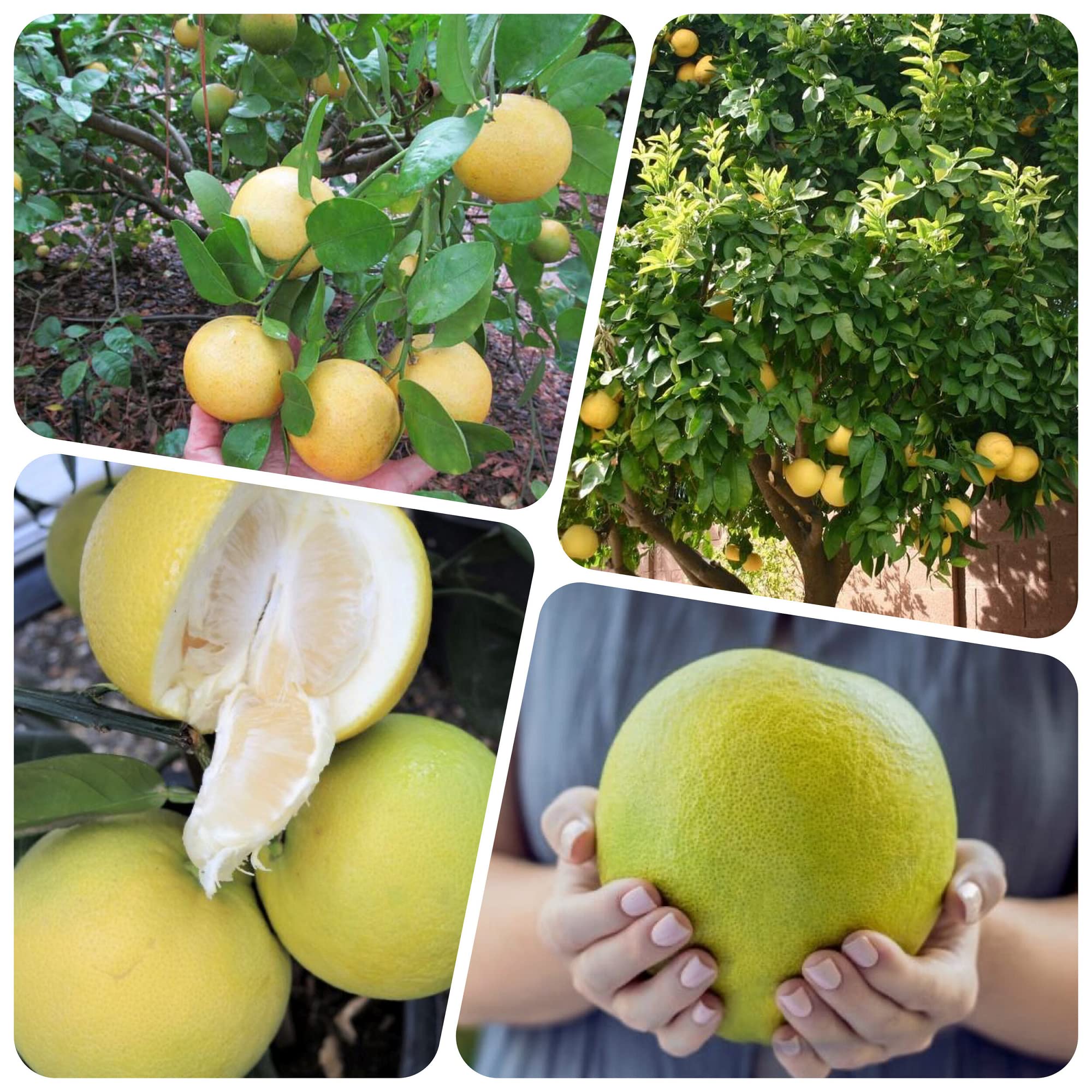Amazon.com : CHUXAY GARDEN Hardy Mini Pummello Pomelo Tree Seed 10 ...