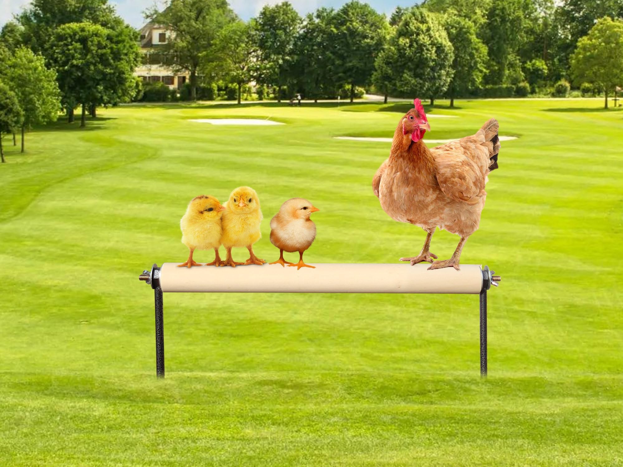 Amazon.com : Kalekey Chicken Perch Toy for Coop, Chicken Perch Stand ...