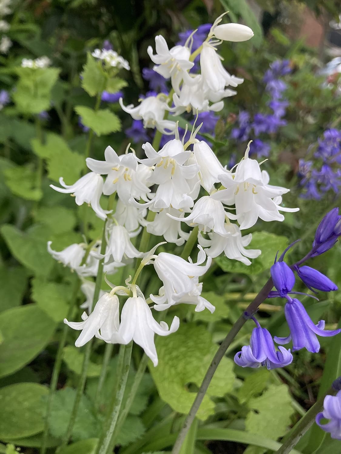 Thirty White Bluebells (Bulbs) Free UK Postage : Amazon.co.uk: Garden