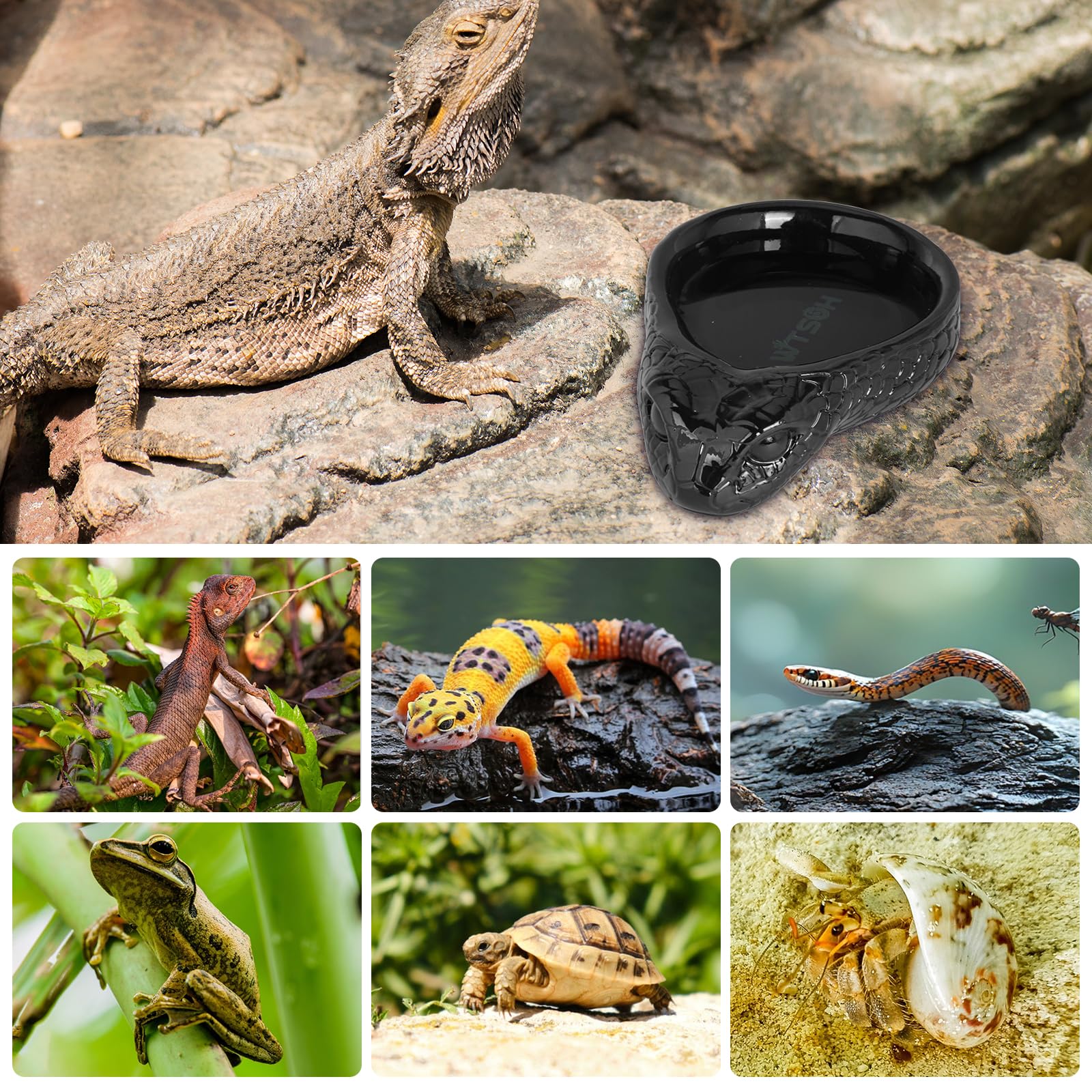 Snapklik.com : WTSOH Reptile Water Dish - Snake Water Bowl, Gecko Food ...