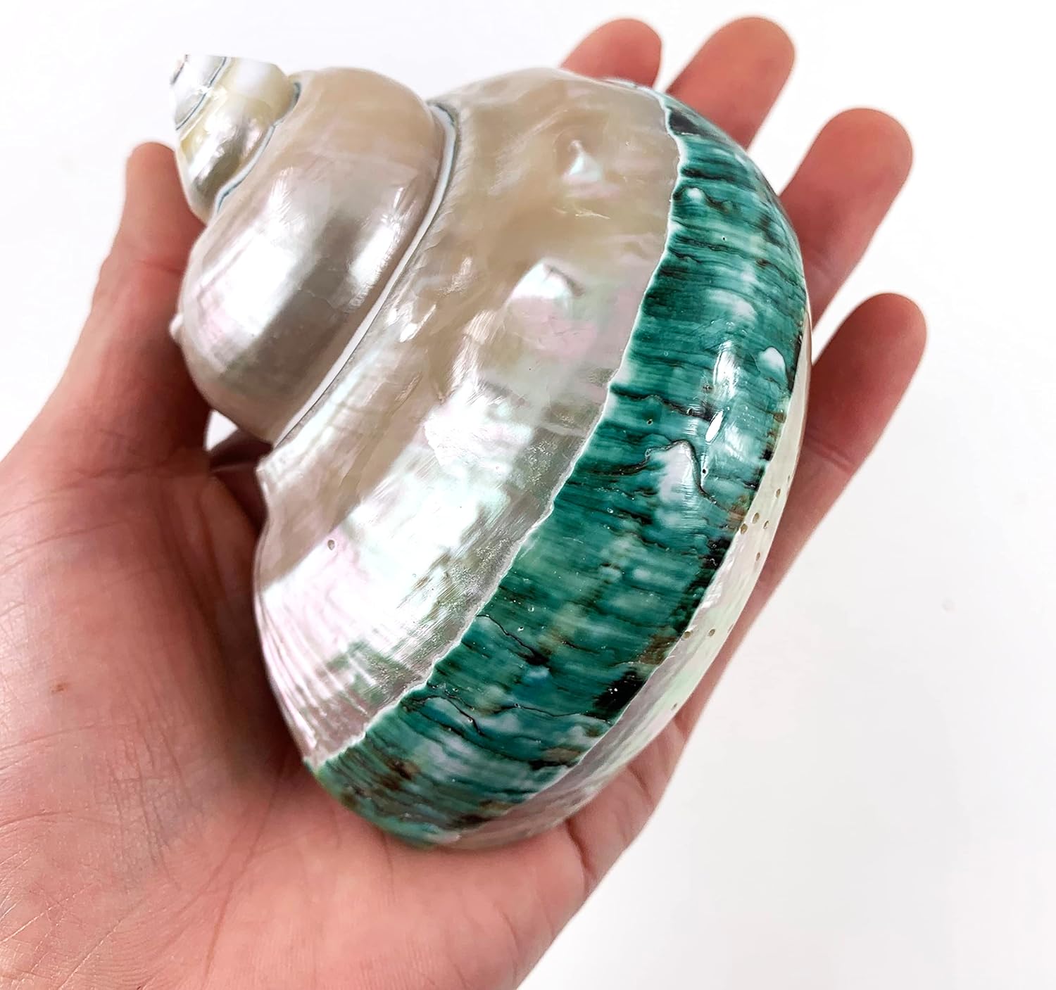 Amazon.com: Heyiwell Large Polished Jade Banded Turbo Seashells&Hermit Crab Shells 3.5"~4.5 ...