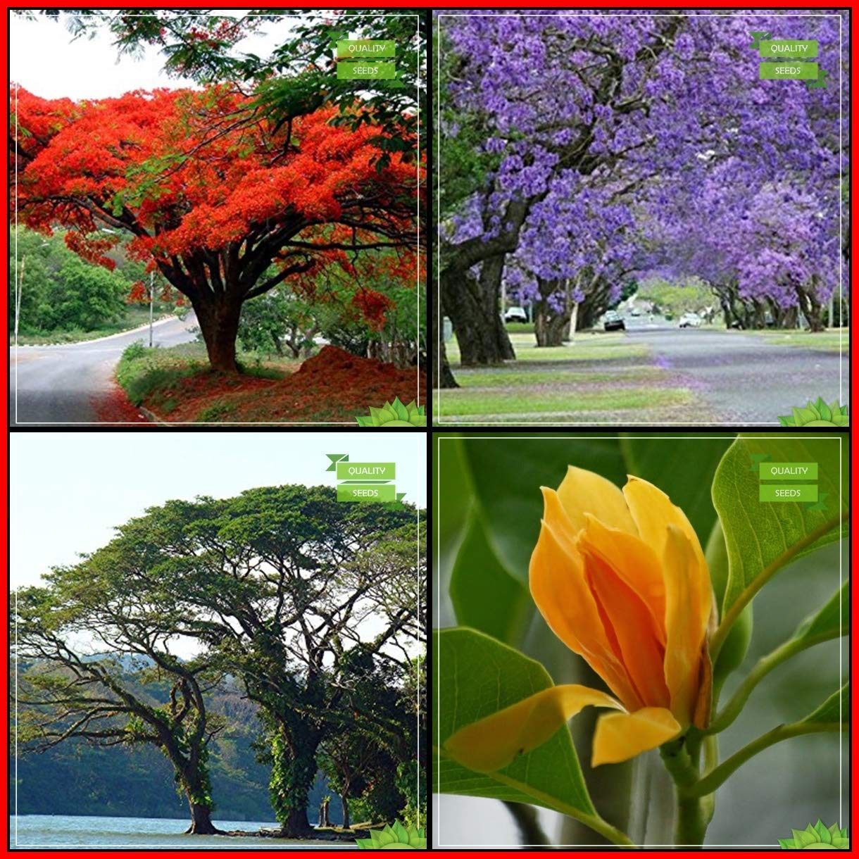 Buy OhhSome Garden Combo Tree : Jacaranda, Flame Tree, Coco Tamarind ...