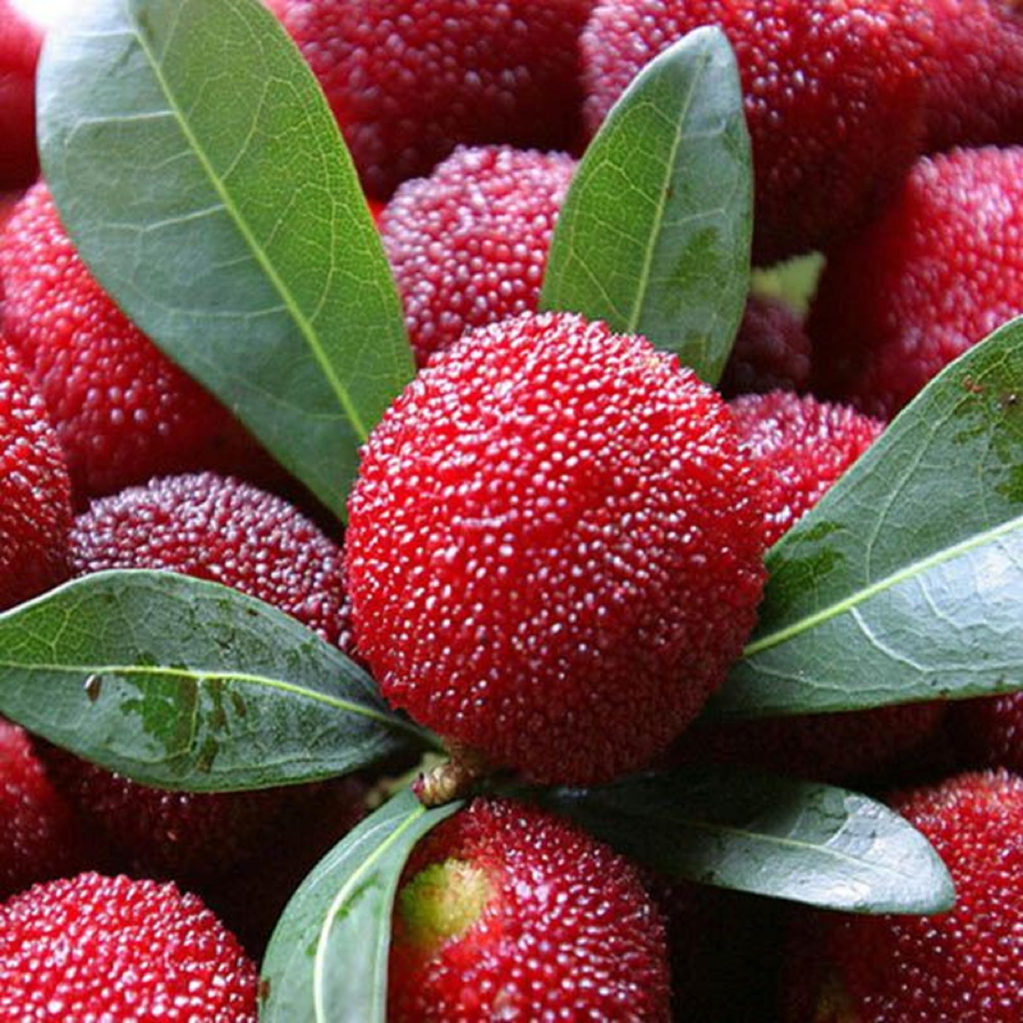 Amazon.com : CHUXAY GARDEN Myrica Rubra Seed 40 Seeds Red Bayberry ...