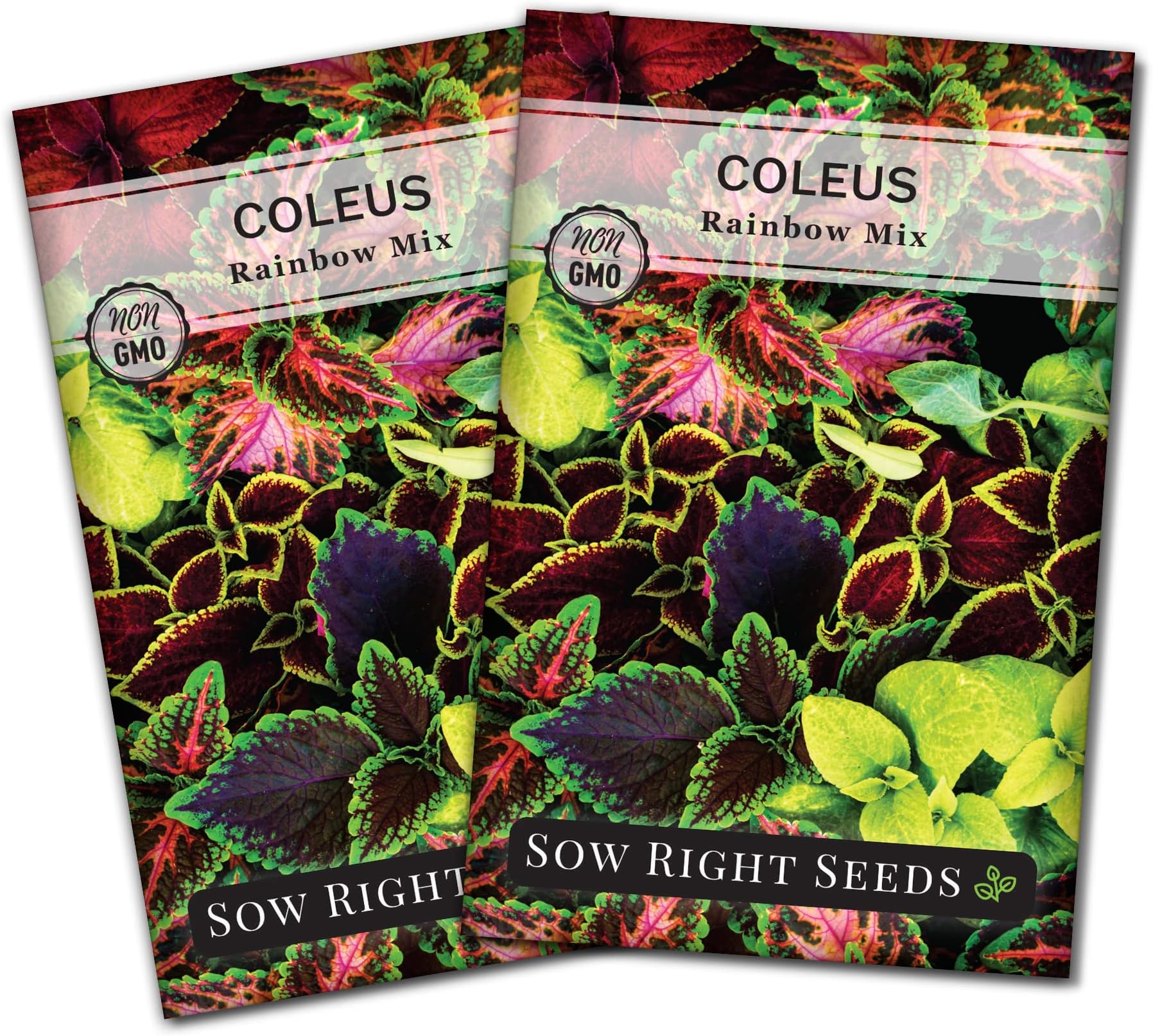 Amazon.com : Outsidepride Coleus Fairway Indoor or Outdoor Foliage ...