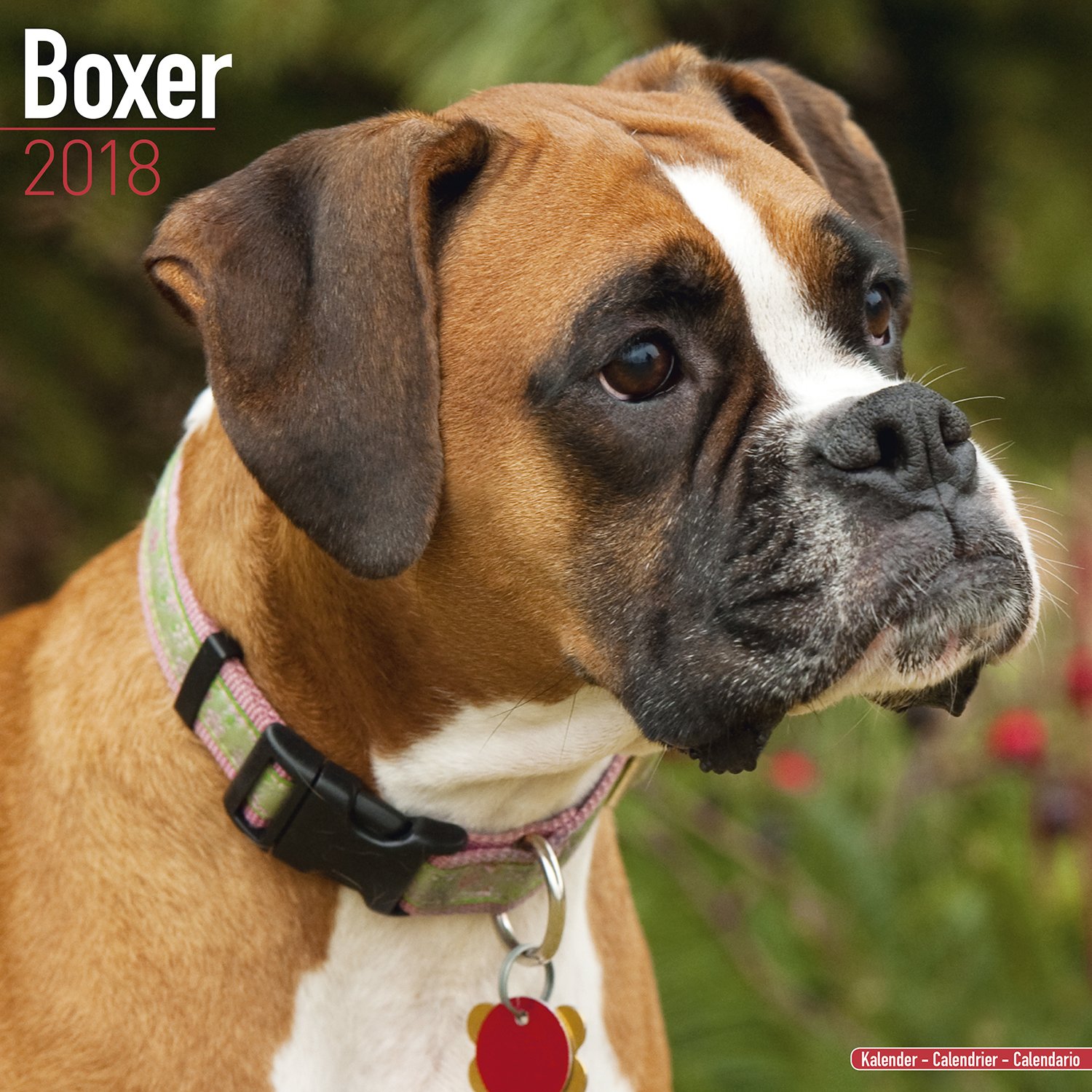 Boxer Dog Calendar - Boxer Calendar (Euro) - Dog Breed Calendars 2018 ...