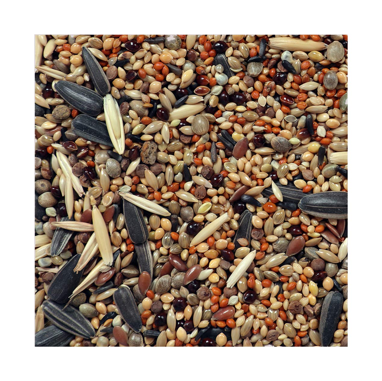 Buy Paxi Daya Mix Seed Bird Food | Seed Food for Birds / 900gms Online ...