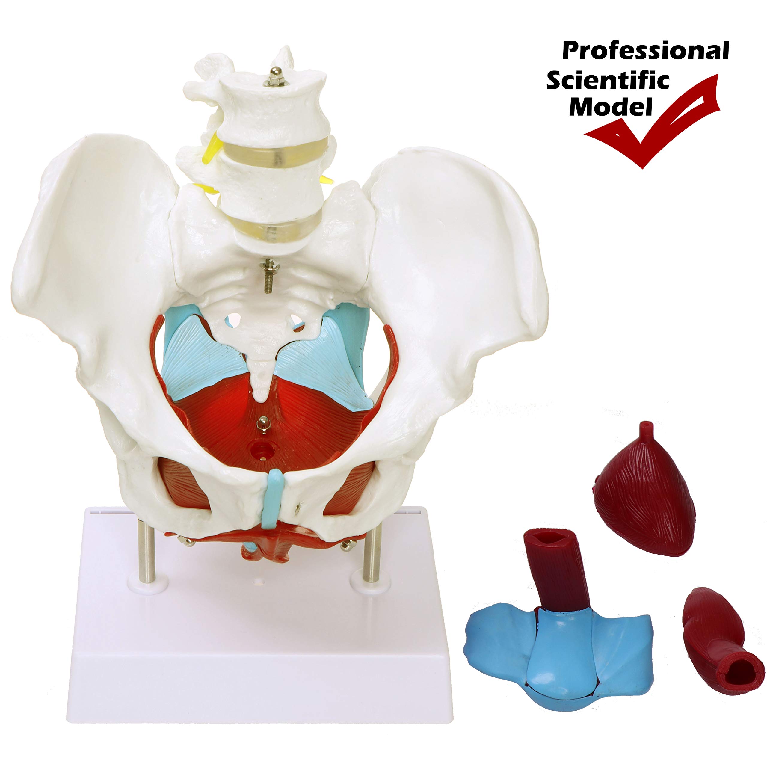Buy AltraTech Anatomy Model of Female Pelvis Life-Sized with Base ...