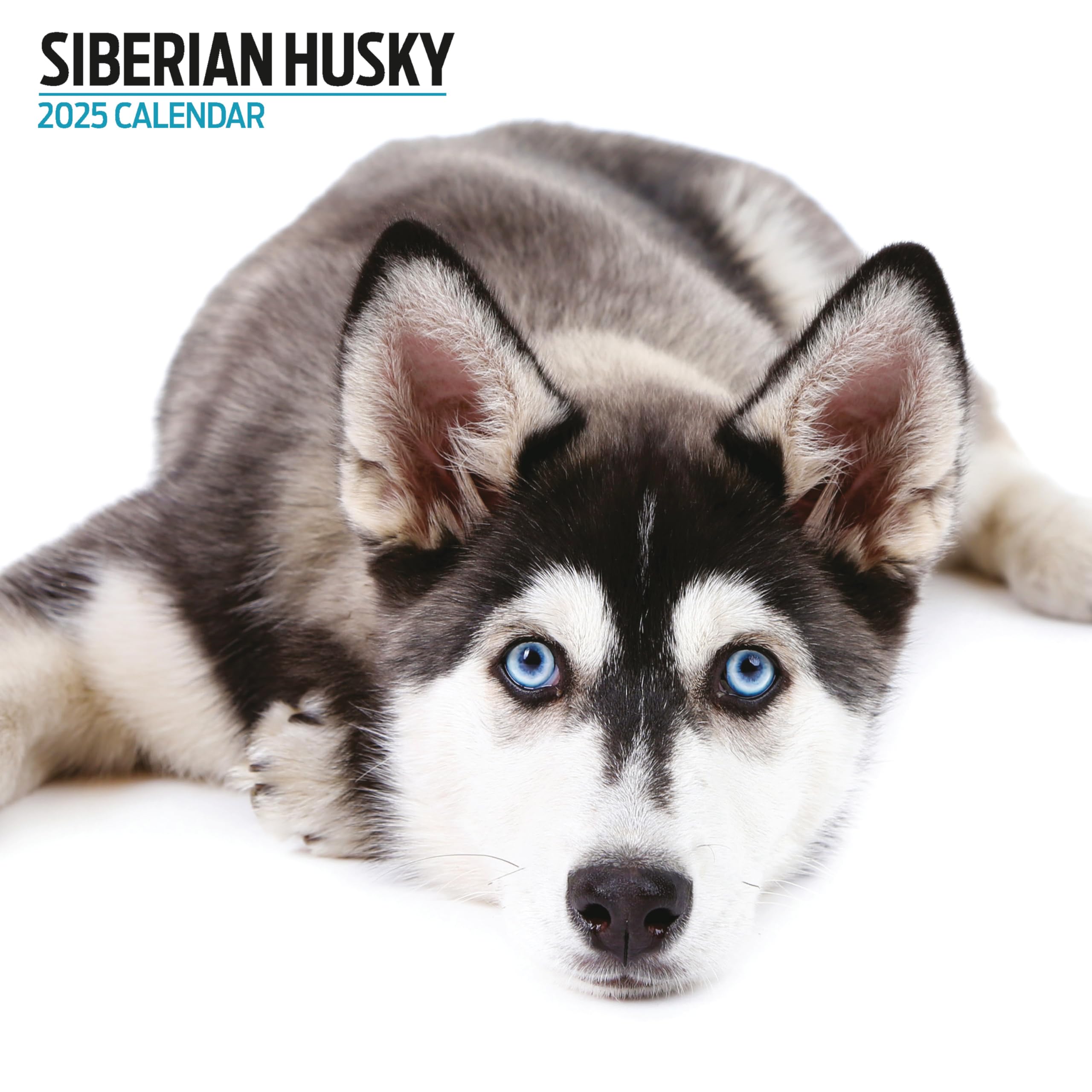 Siberian Husky 2025 Modern Calendar – BigaMart