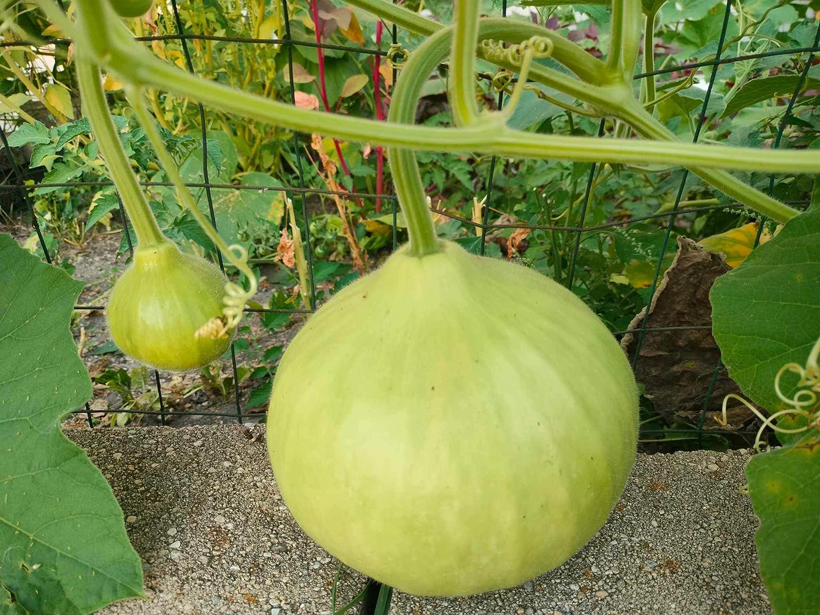 Amazon.com : Bottle Gourd 10 Seeds - Nam Tao Klom (Asian Vegetable ...