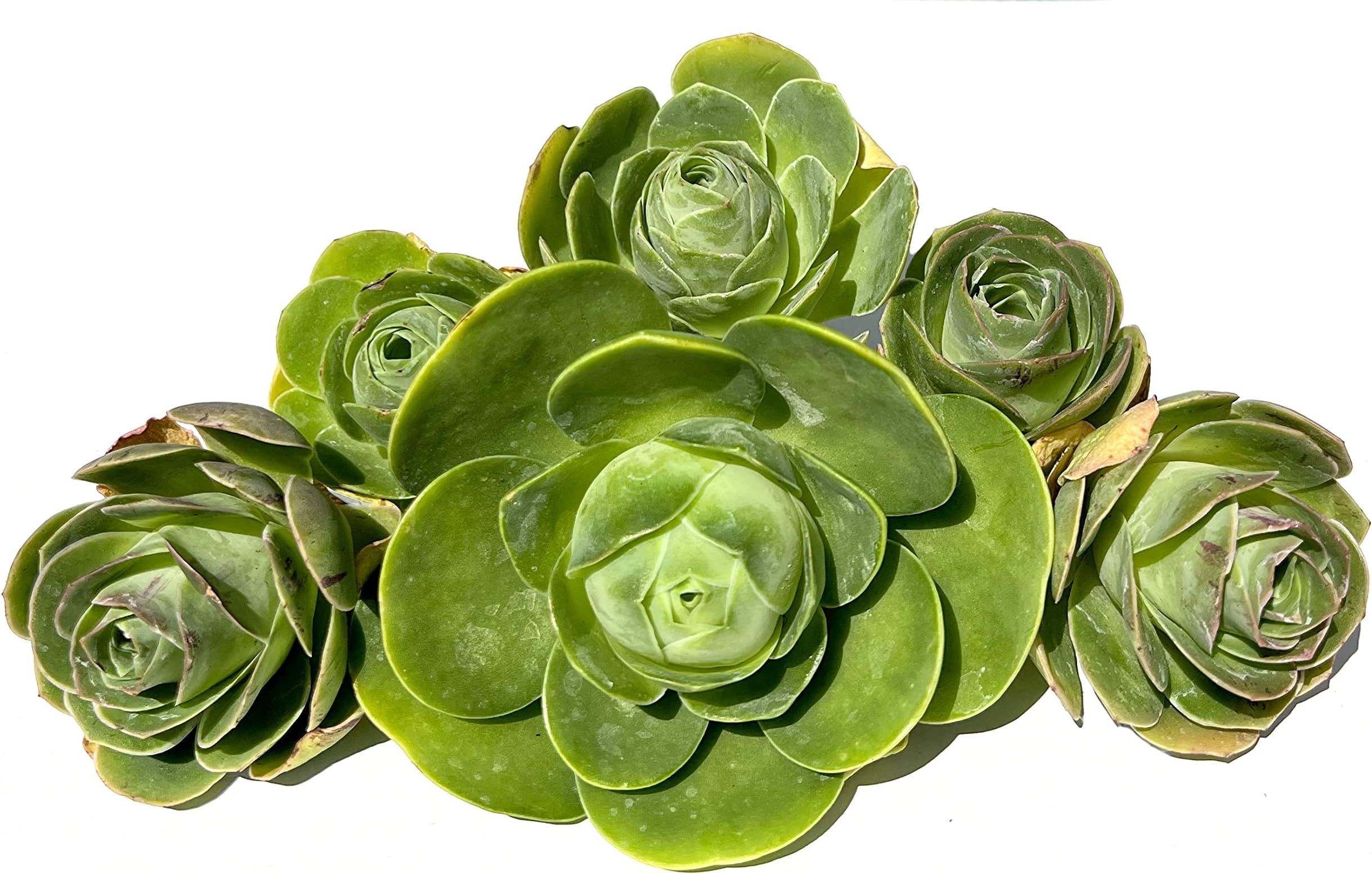 Amazon.com : MITRAEE 10pcs Greenovia Mountain Rose Succulent Plant ...
