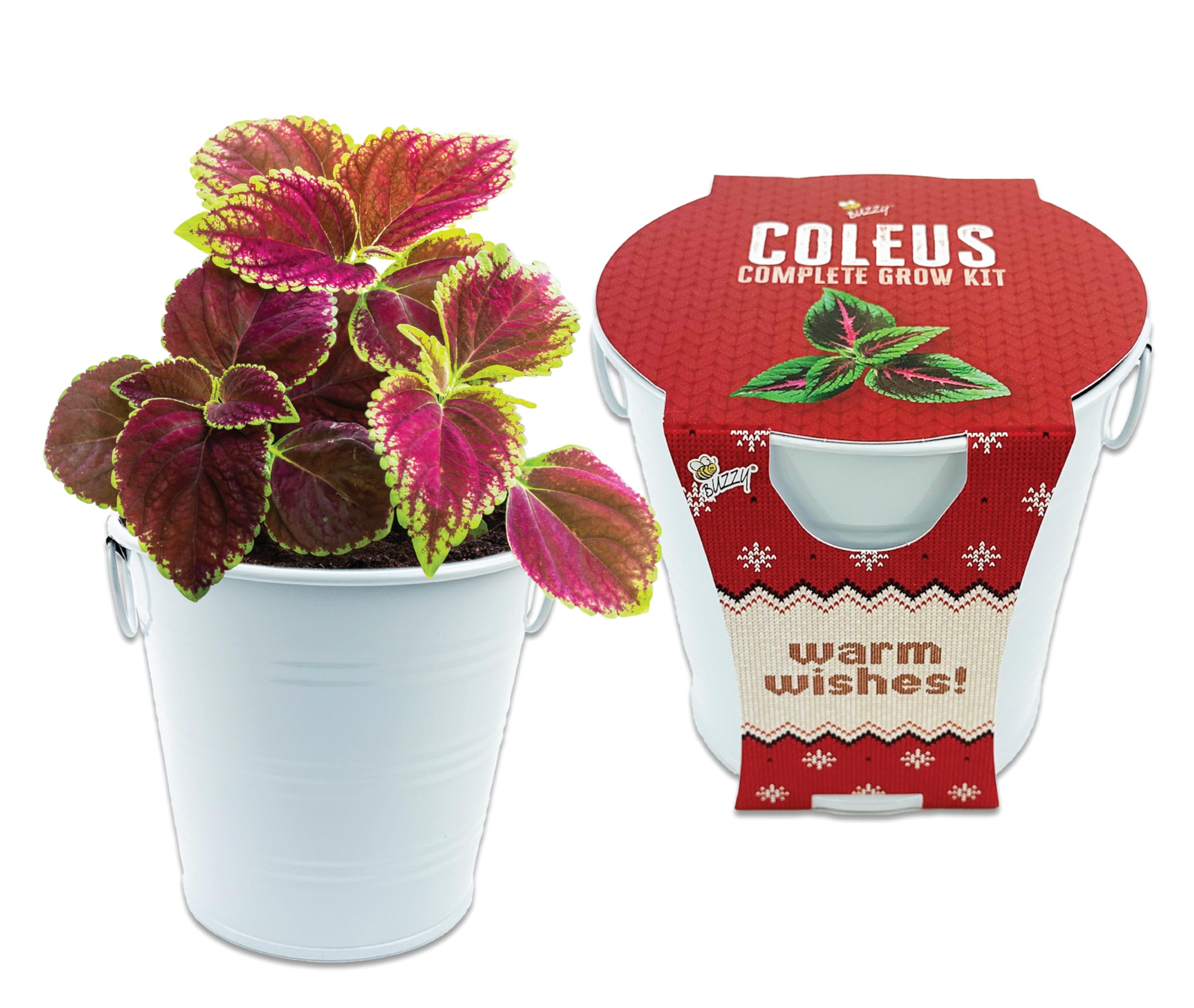 Amazon.com : BUZZY Seeds Coleus Houseplant Holiday Garden Grow Pail ...