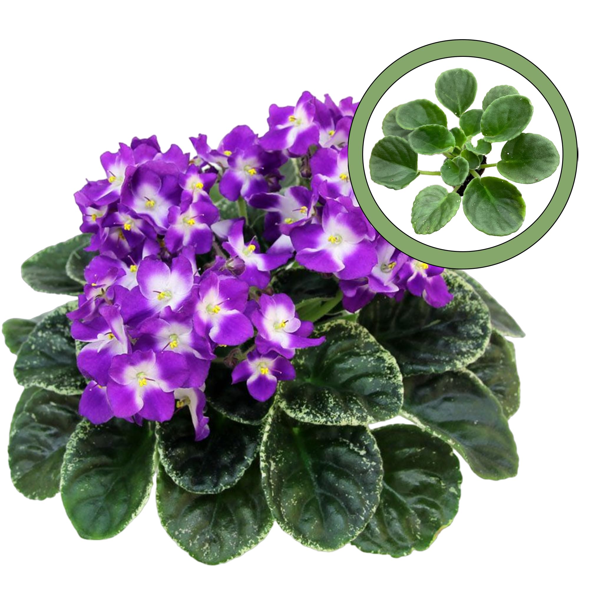 Amazon.com : Sugar Plum Dream African Violet Starter Plant : Patio, Lawn & Garden
