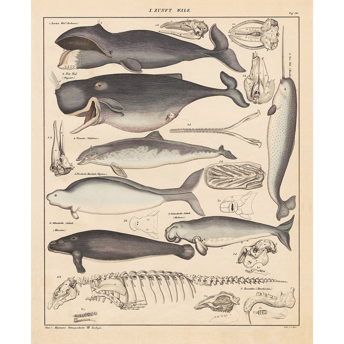 Amazon.com: Meishe Art Vintage Whales History of Evolution Process ...