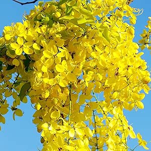 Amazon.com : Golden Shower Tree Seeds Cassia Fistula Fast-Growing Fragrant Showy Evergreen ...