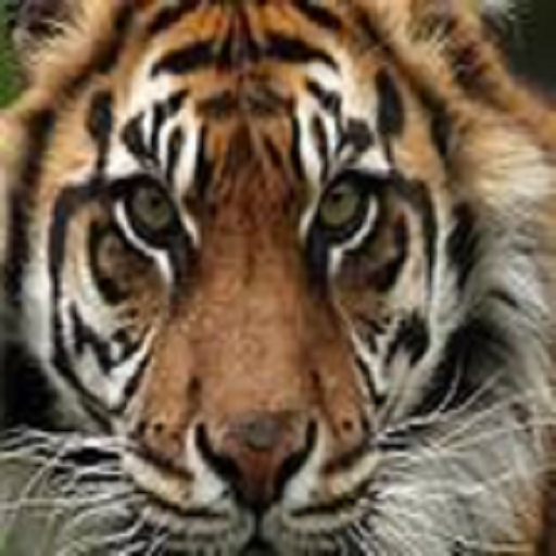 Tiger Browser - App on Amazon Appstore