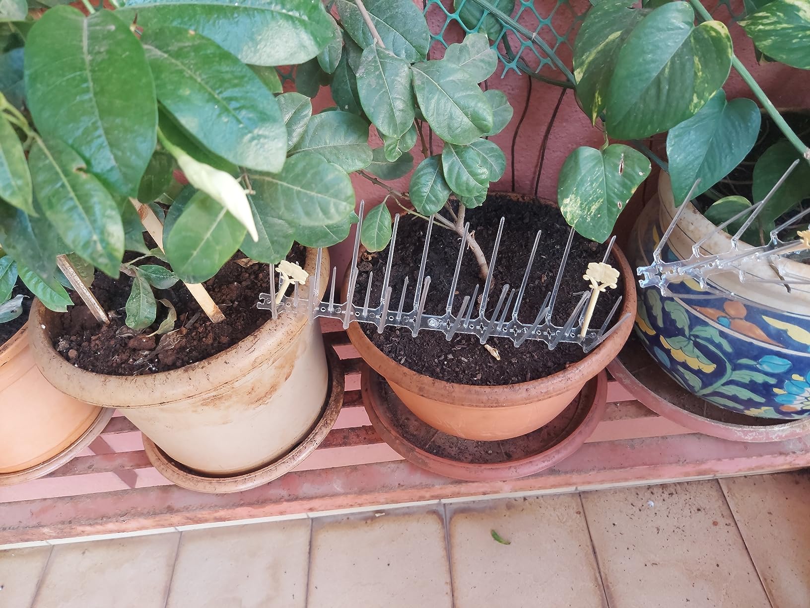 PlastKart Bird Spike (Pack of 100) Spikes for Pigeon with (Double Sided ...