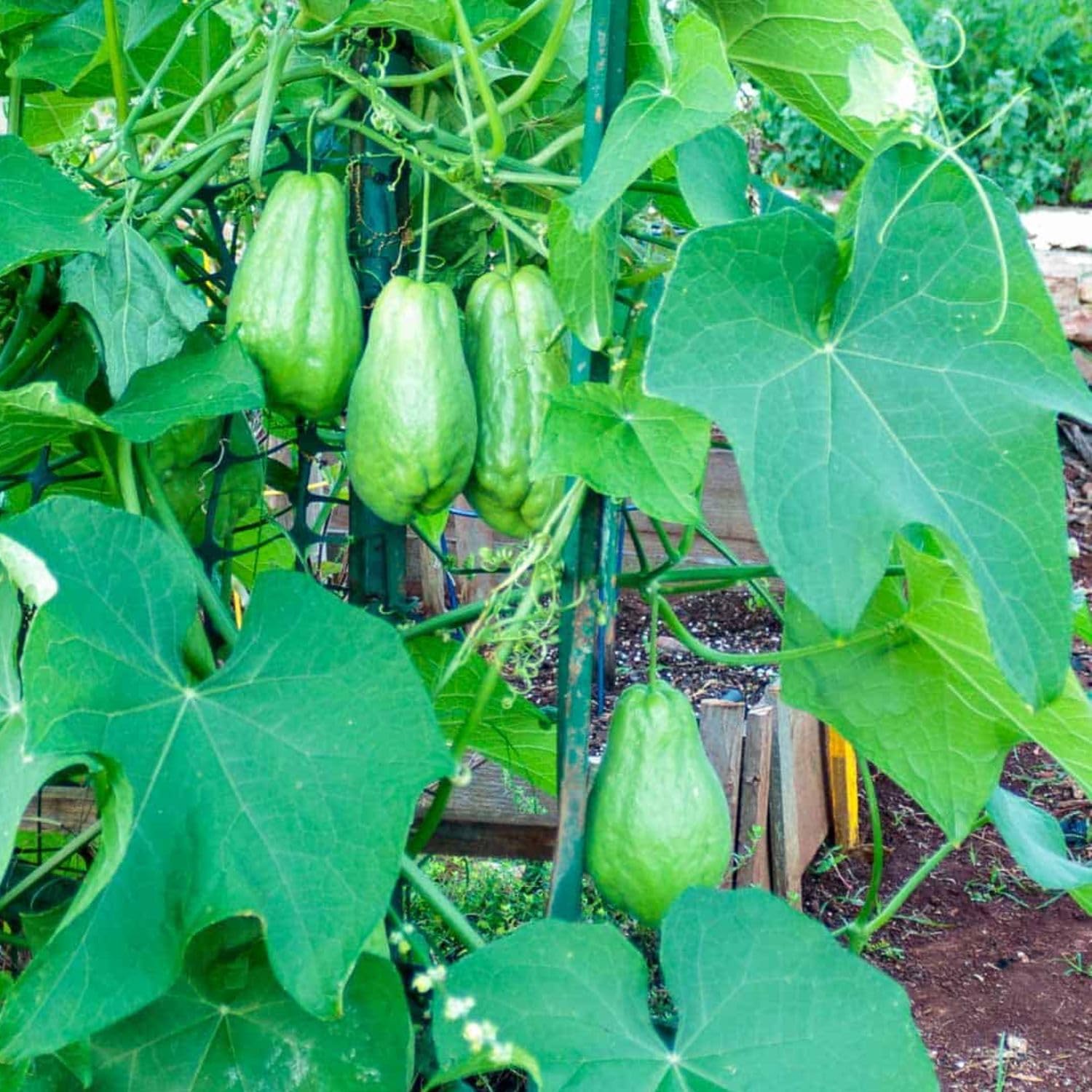 Amazon.com : Chayote Live Plant, Chayote Squash Rooted, Chayote Squash ...