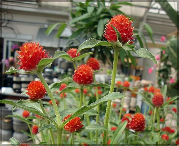 Gomphrena Red Flower Seeds / Gomphrena globosa 'Strawberry Fields ...