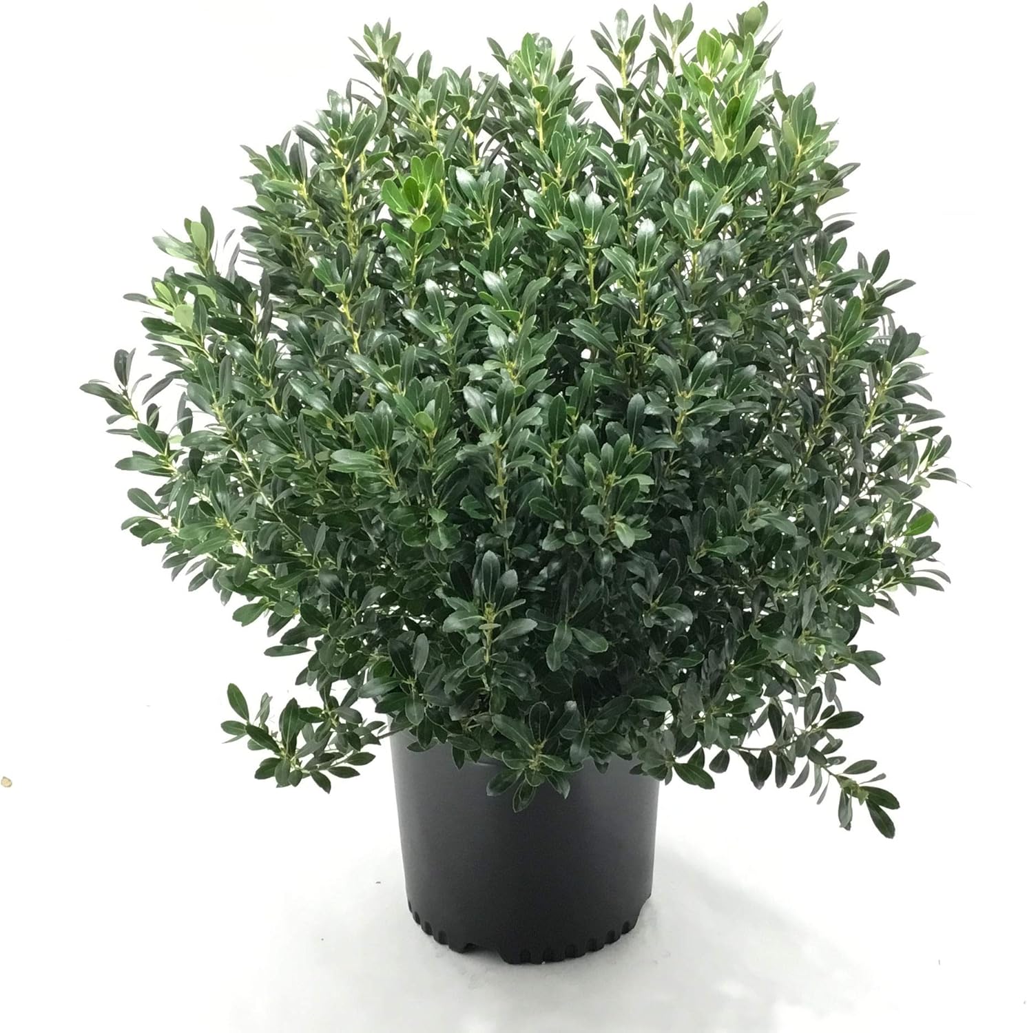 Amazon.com : Premier Plant Solutions 03423 Glabra Inkberry Holly/Ilex ...