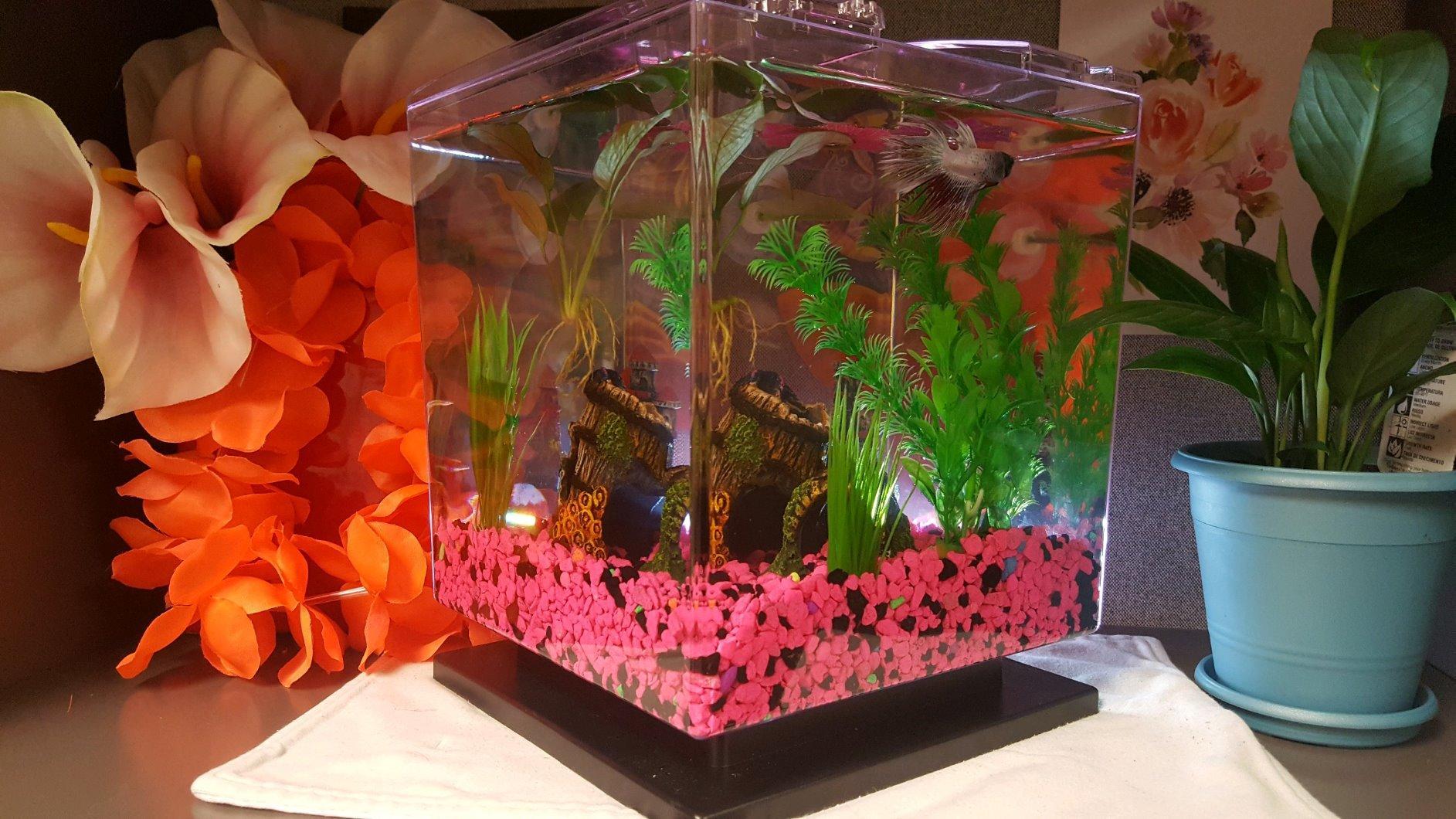 Amazon.com : Tetra LED Aquarium Kit 1.5 Gallon Cube : Aquarium Starter ...