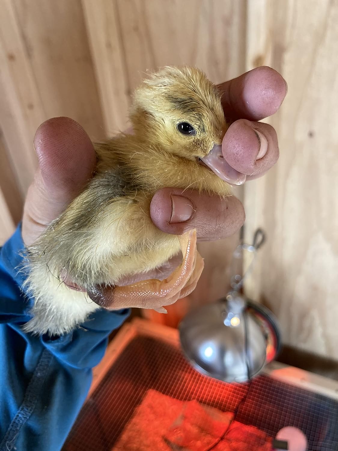 Amazon.com : Fertile Duck Hatching Eggs - Barnyard Mix (5+) : Patio ...