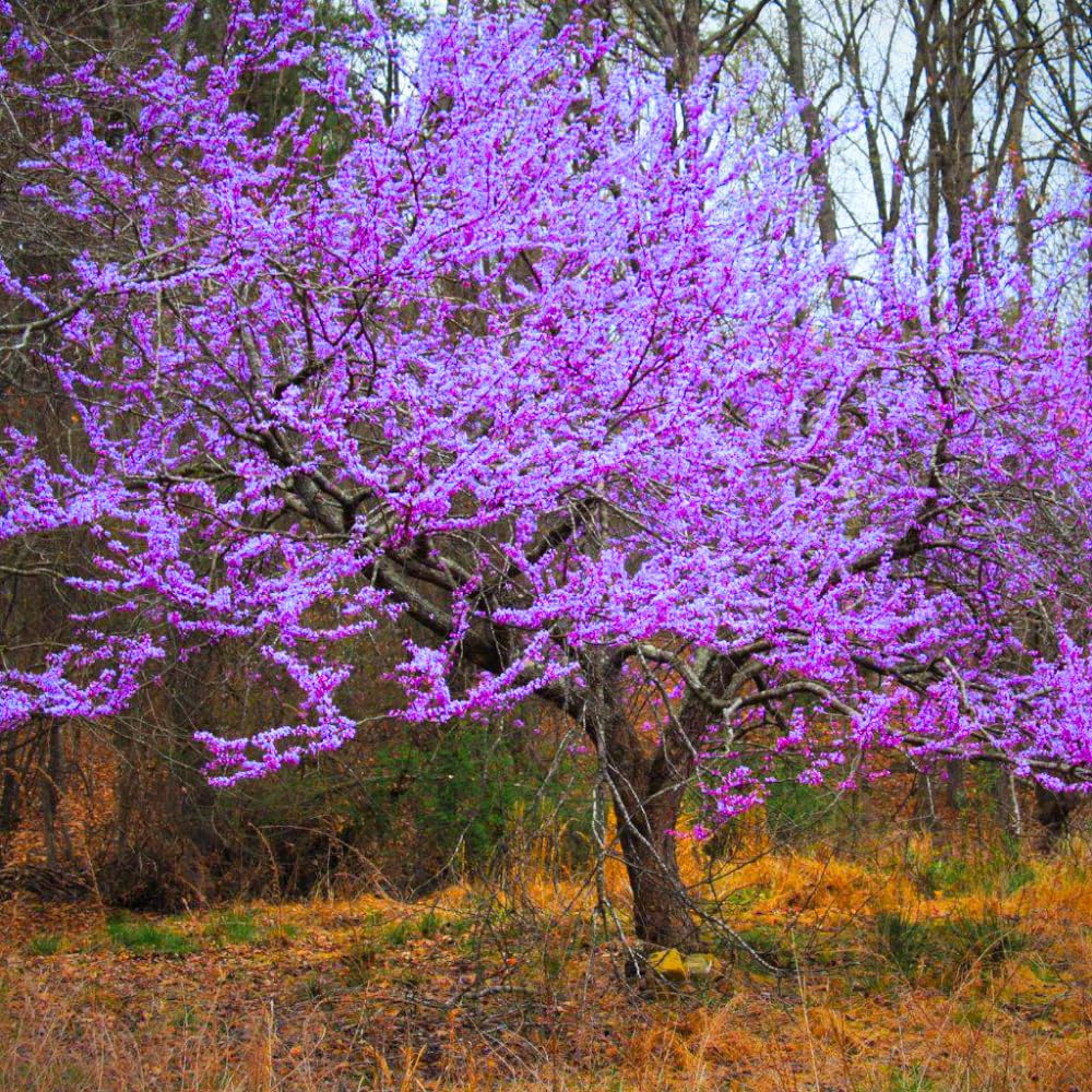 Nature Trees Outdoors Plants