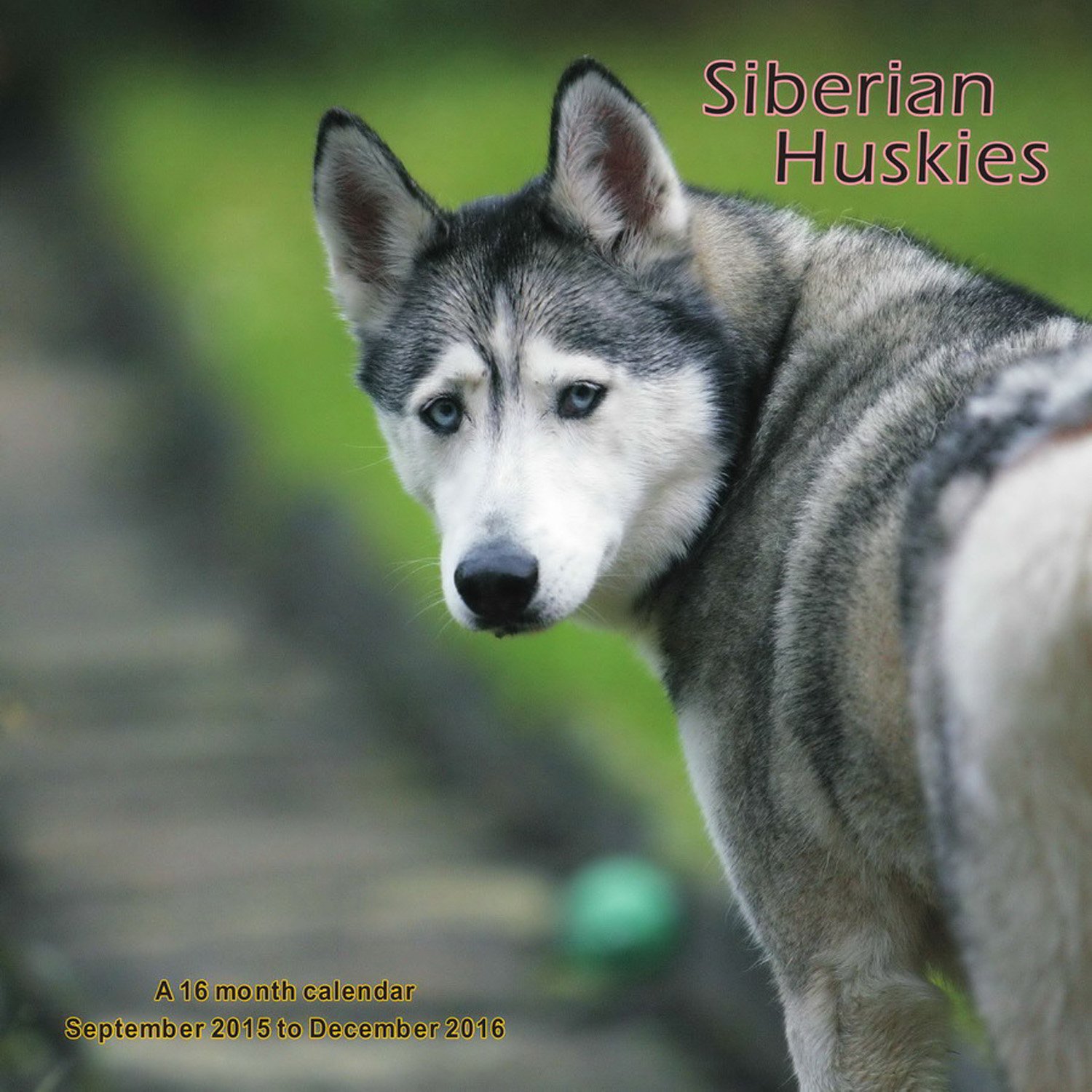 Siberian Huskies Calendar - 2016 Wall calendars - Dog Calendars ...