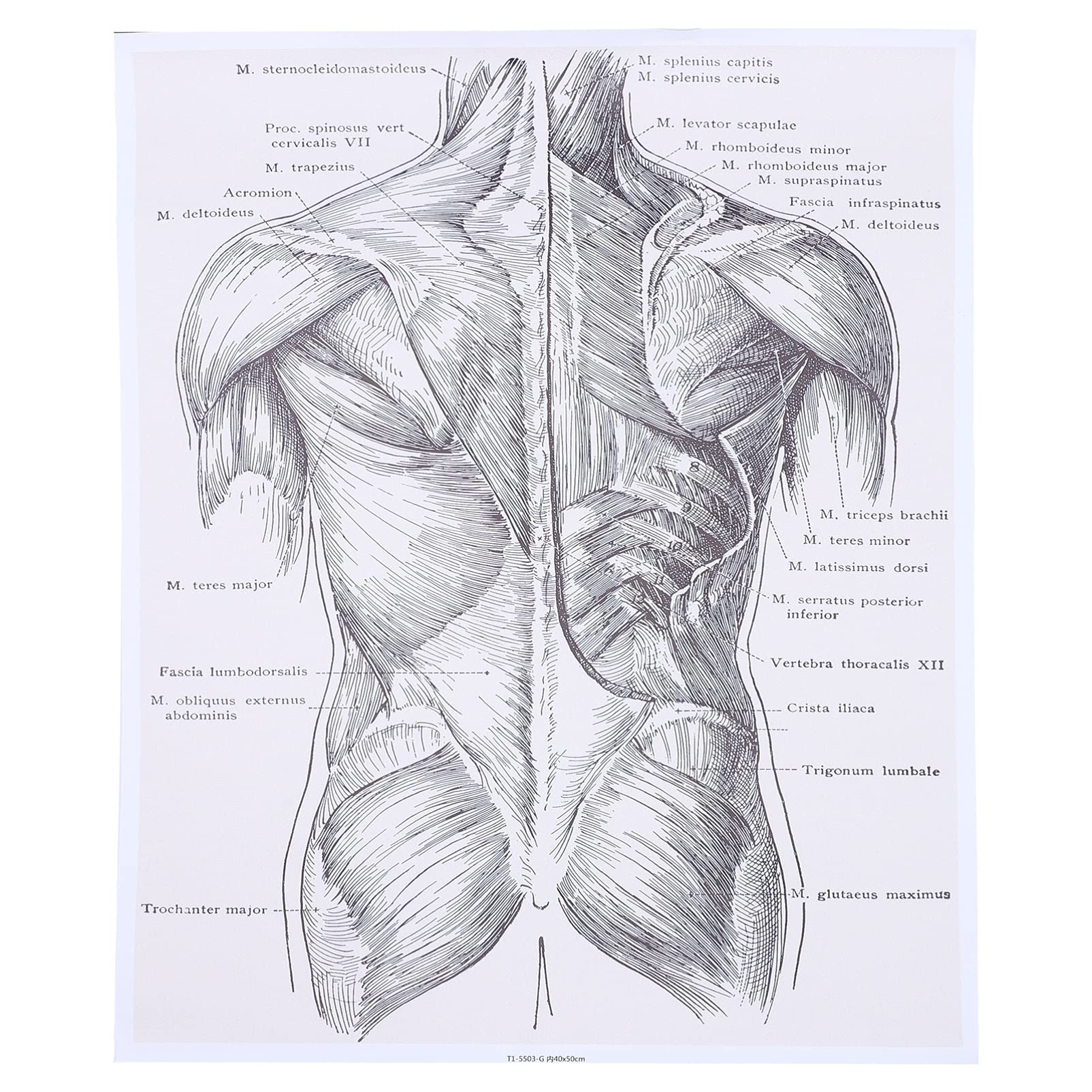 Balacoo Anatomical Poster Back Muscles Spine And Cranial Nervous System ...