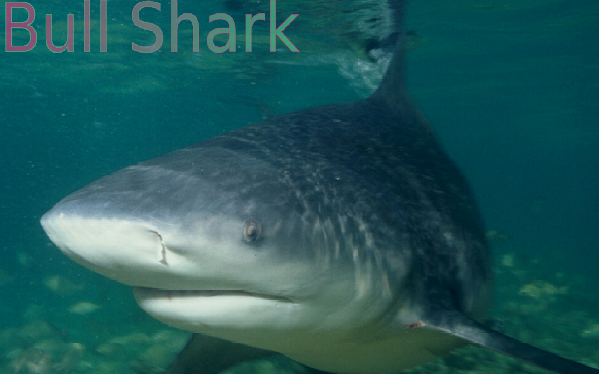 Sharks of the World - App on the Amazon Appstore