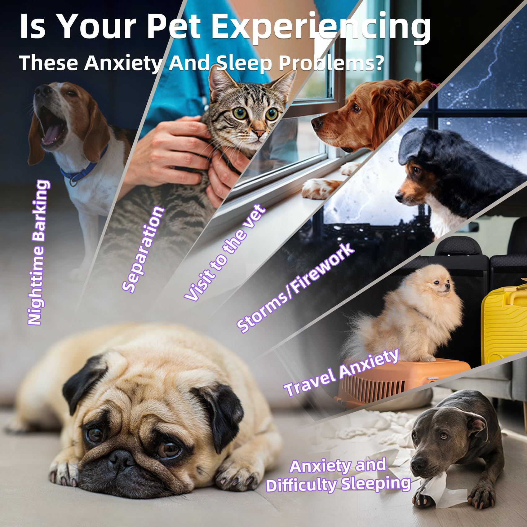 Snapklik.com : Nutrivio Liquid Melatonin For Dogs And Cats, Cat ...