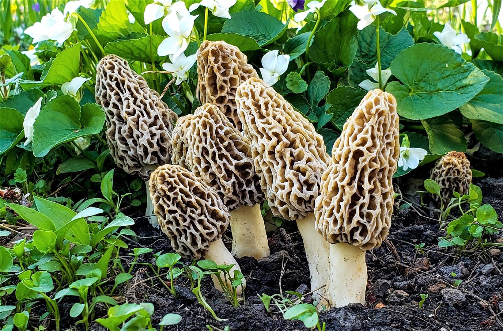 Amazon.com : Morello Morel Mushroom Large Sawdust Grow Kit - 100 Grams ...