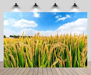 Amazon.com : CHNYWORK 10ftx6.5ft Countryside Ripe Rice Field Backdrop ...