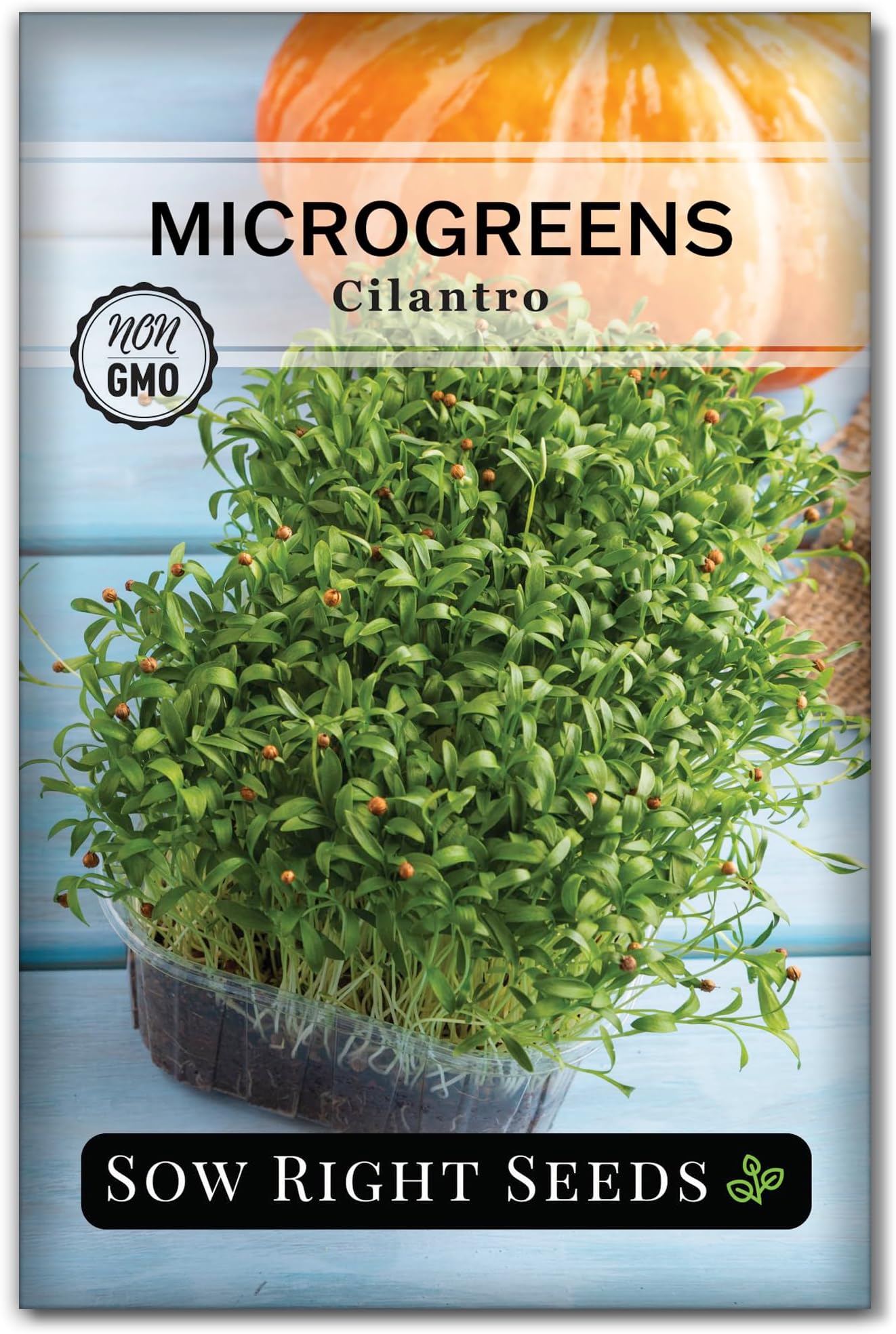 Amazon.com : Slow Bolt Cilantro Herb Garden Seeds - 1 Lb ~40,000 seeds ...