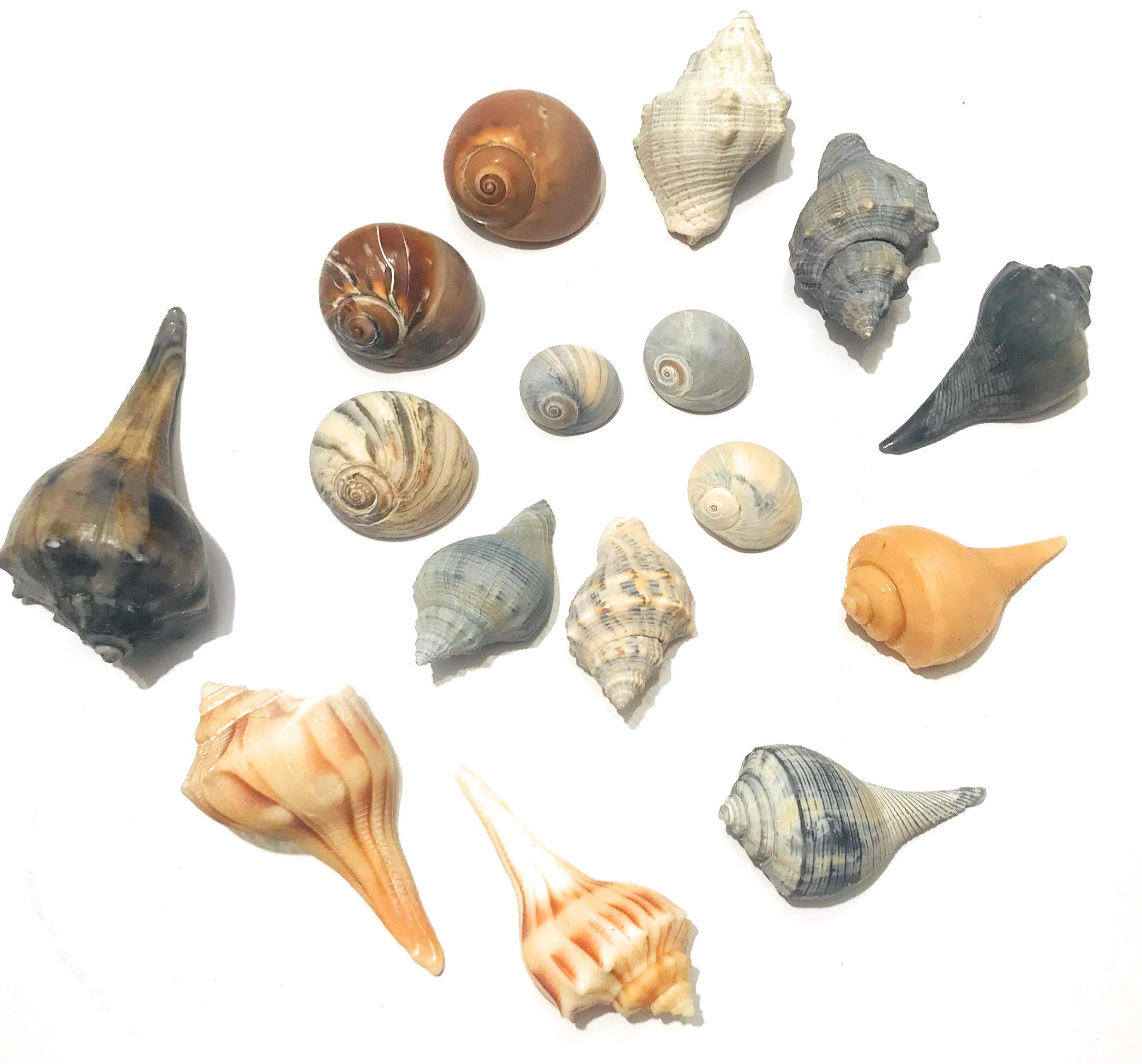 Buy THE OTHER TIDE Hermit Crab Shells Up-Sizing” Pack - 3 Shells +1/16 ...