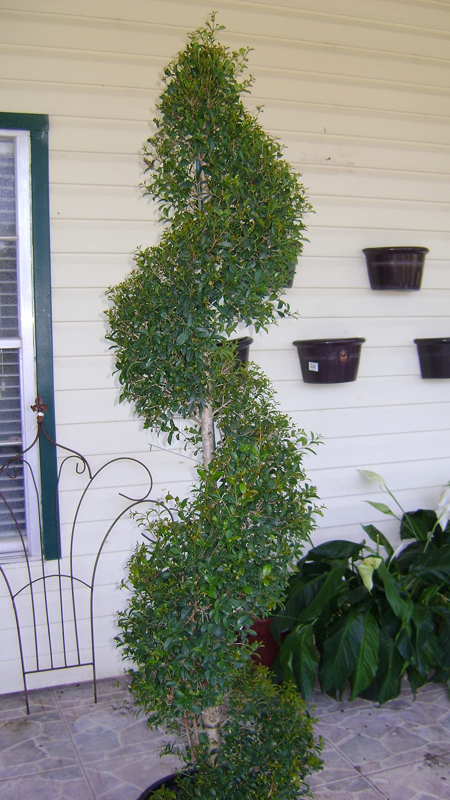 Eugenia Topiary Plant