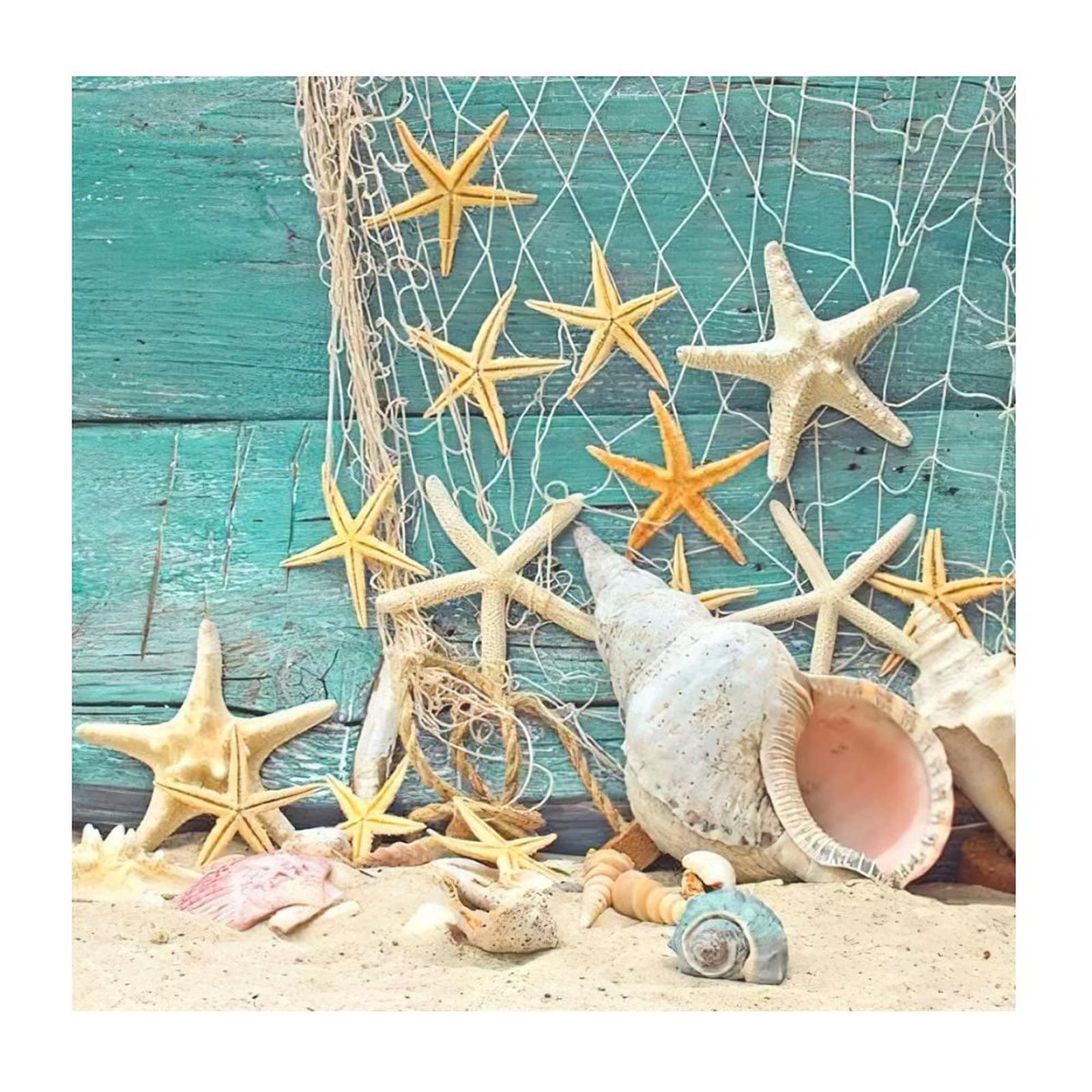 Amazon.com: Beach Ocean Theme Starfish Seashell Classroom Wall Art Wall ...