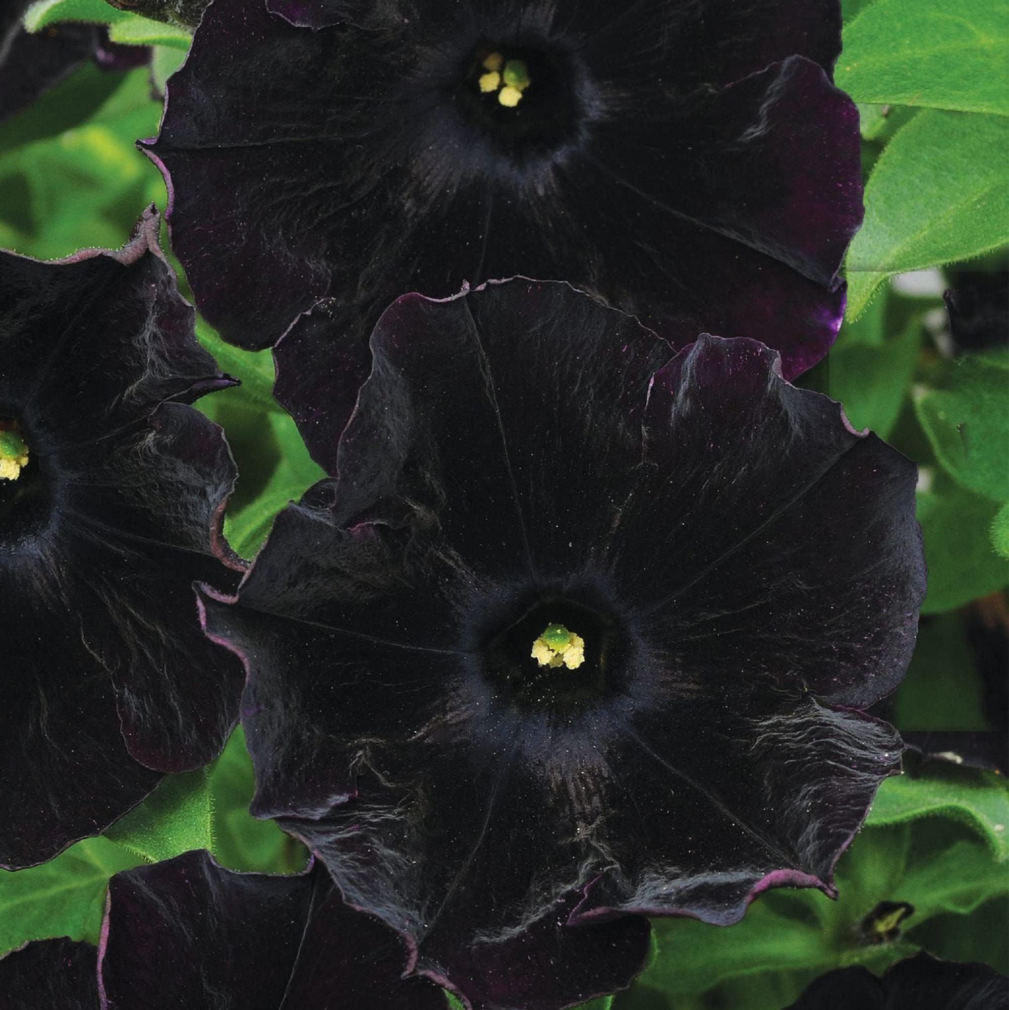 Petunia De Terciopelo Negro