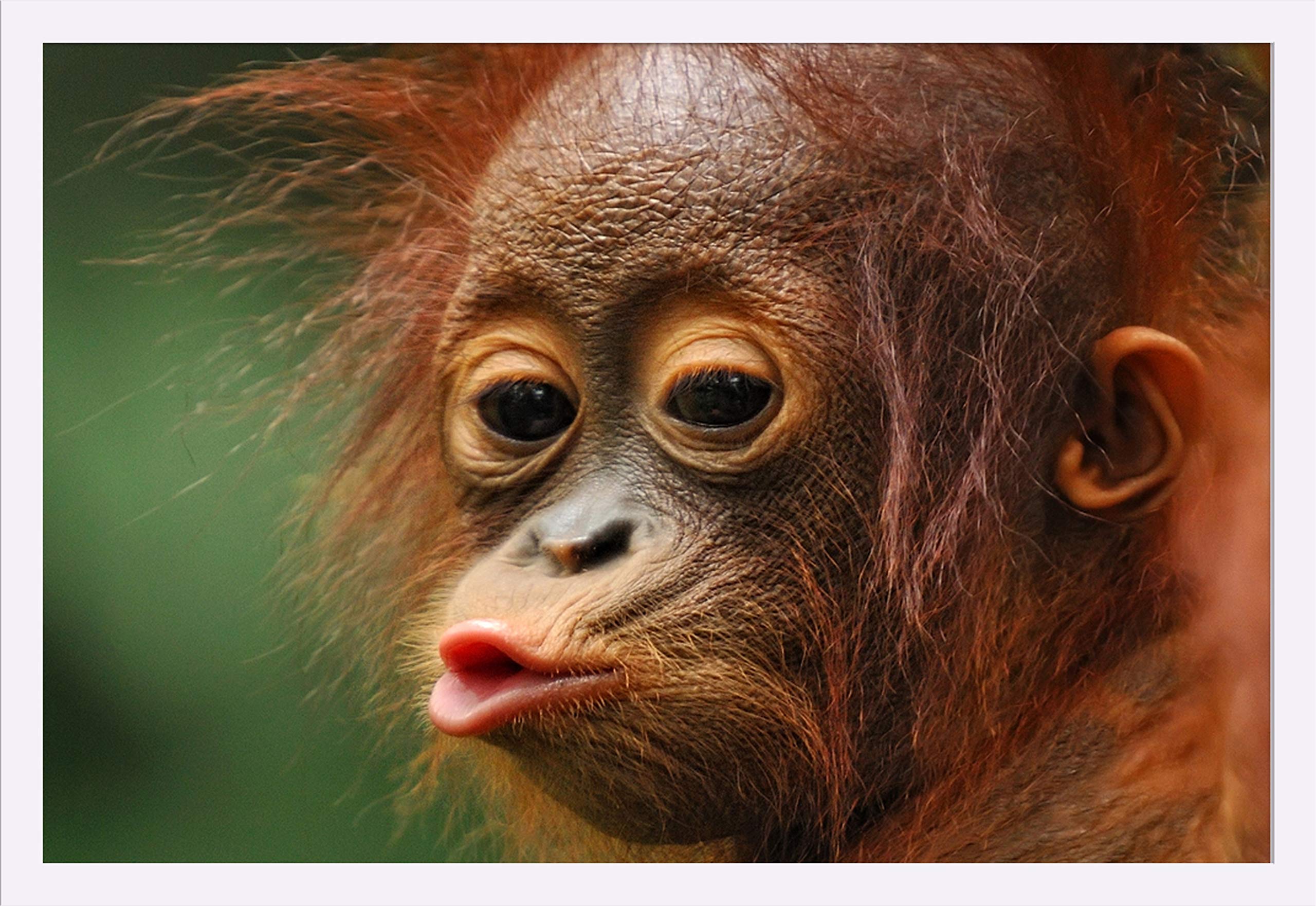 Monkeys Kissing Cheeks