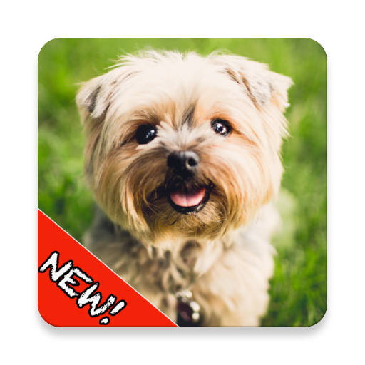 Cute Dogs Memory Matching Game - App on Amazon Appstore