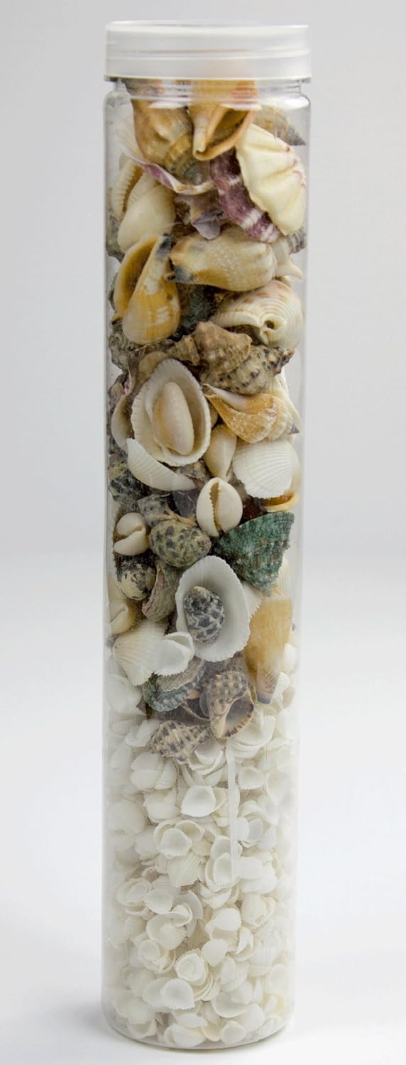 Amazon.com: Assorted Sea Shells Vase Filler, Varies Sizes from Approx ...