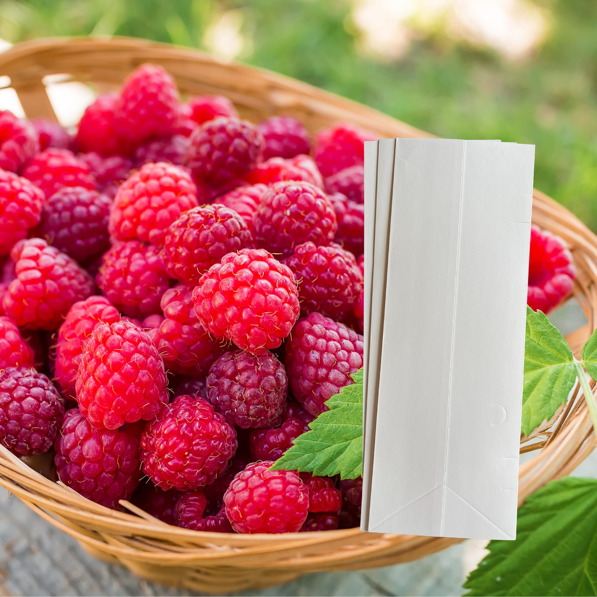 Amazon.com : Joan J Thornless Raspberry Plants - Raspberry Supports ...