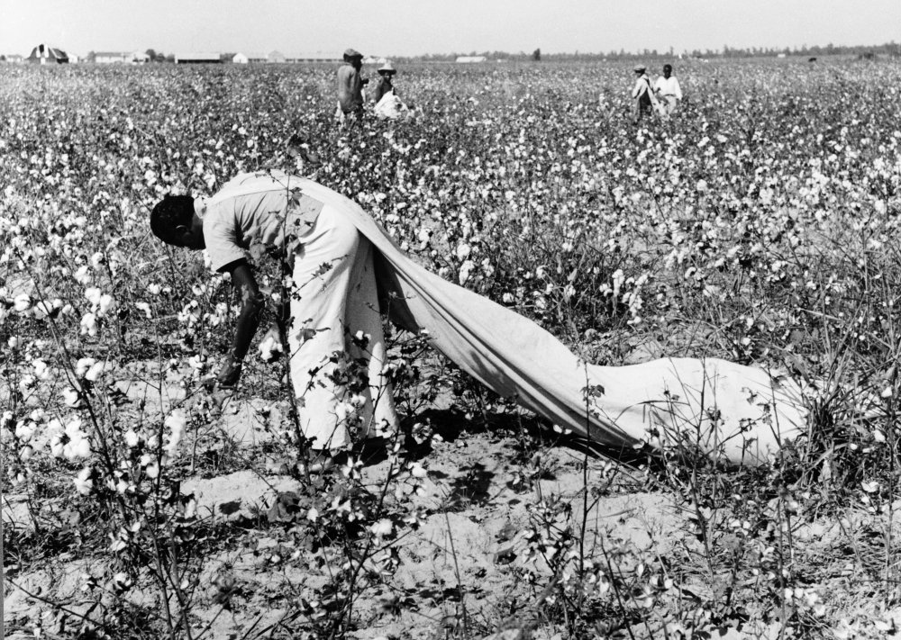 Slaves Picking Cotton In Color
