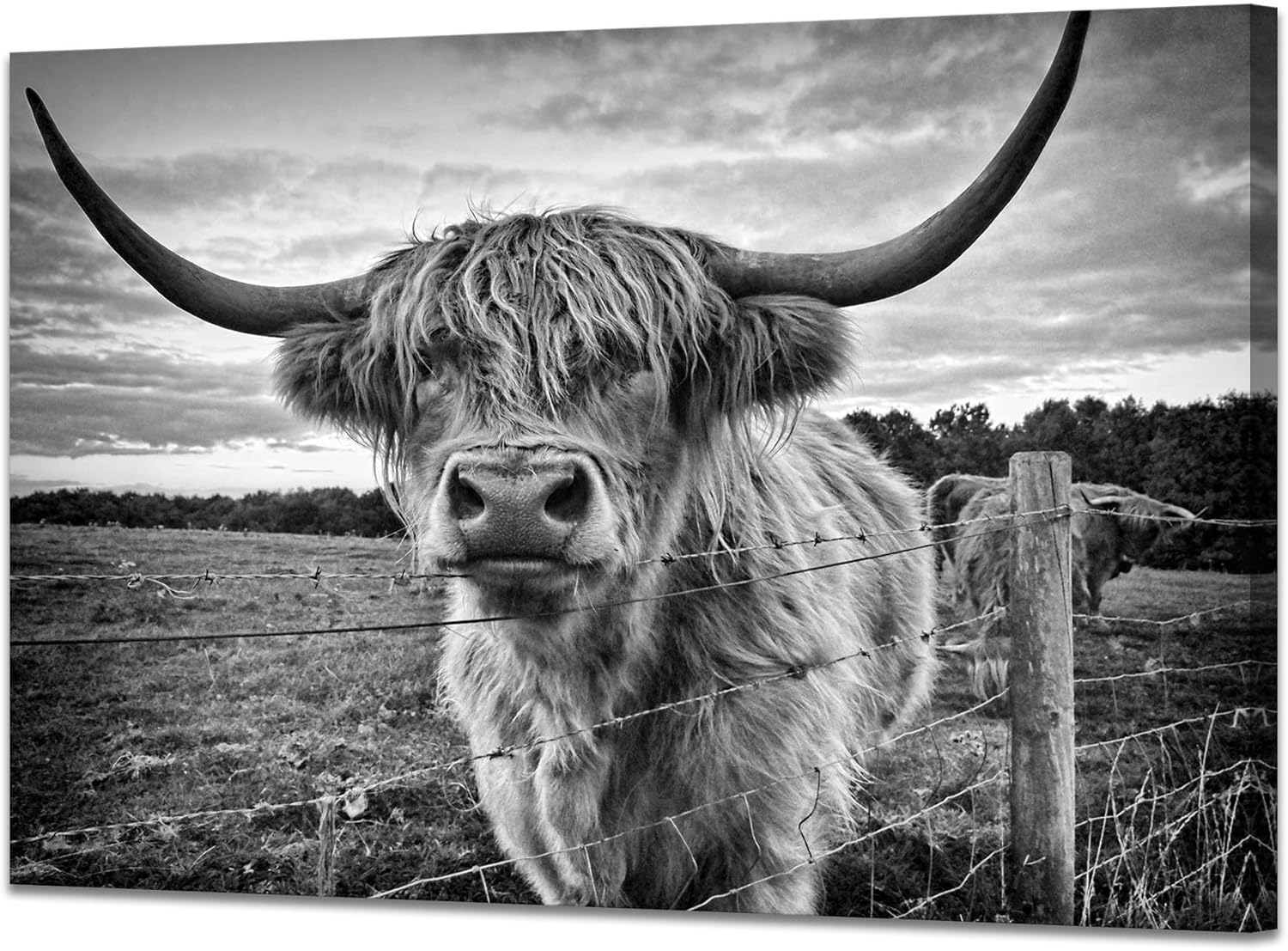 Amazon.com: YIOZHAOFH Highland Cow Wall Art Animals Poster Black and ...