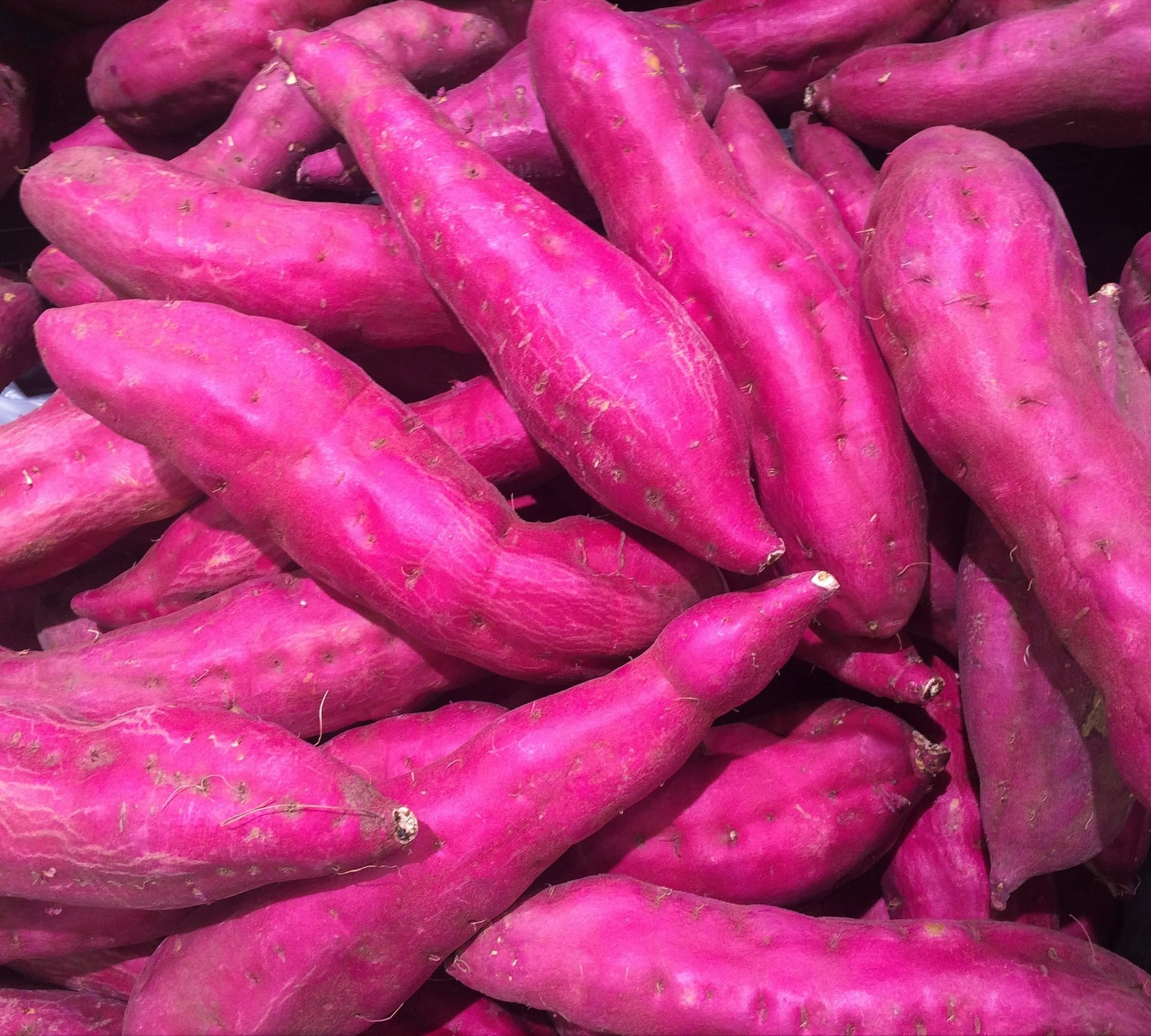 Amazon.com: Japanese Murasaki Sweet Potatoes Non GMO for Planting or ...