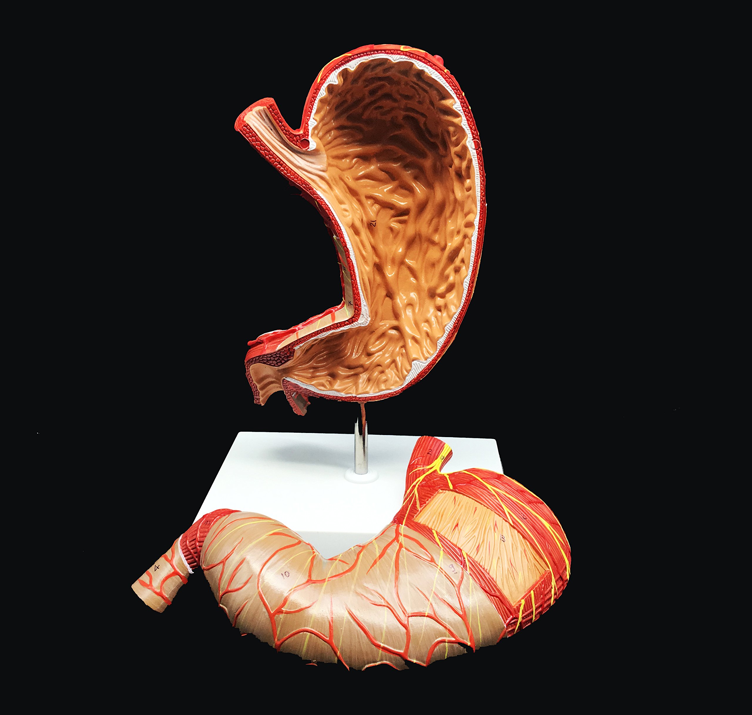 Buy Human Stomach Model 1.5X d Anatomical Model Anatomy for Science ...