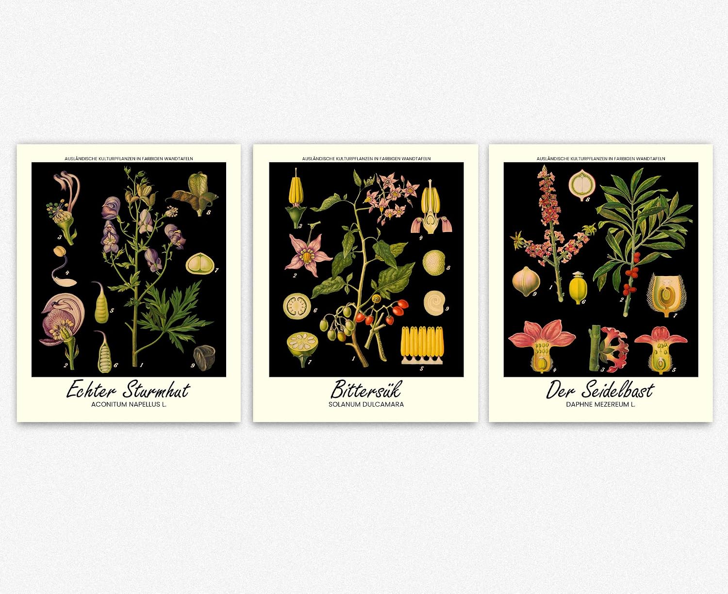 Amazon.com: Modern Black Botanical Wall Art Poster - Botanical ...