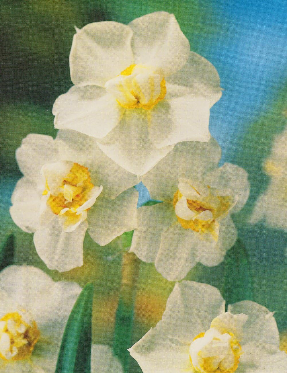 20 DAFFODIL CHEERFULNESS BULBS (FRAGRANT WHITE AND CREAM CLUSTERS) FOR ...