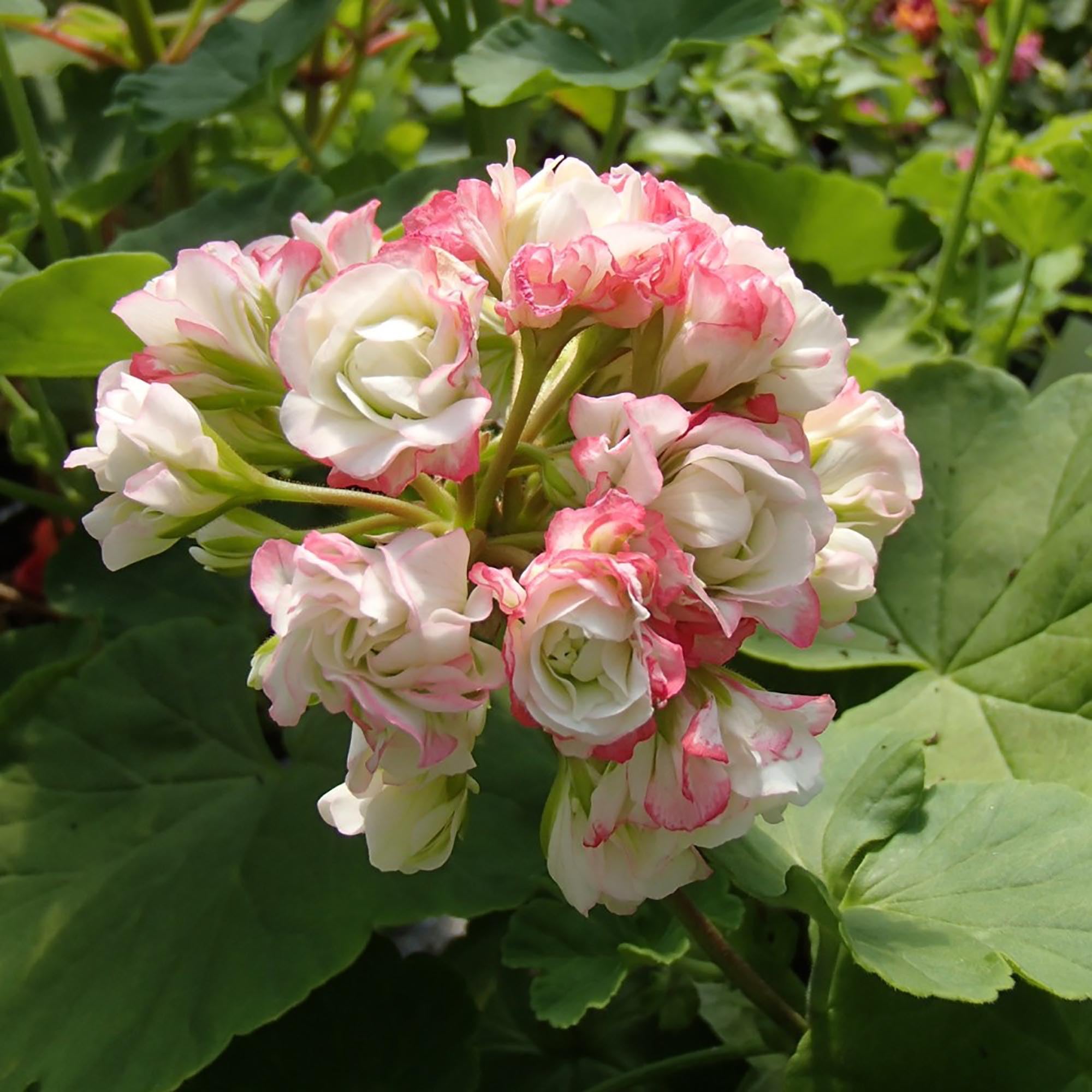 Flower Pink And White Geranium
