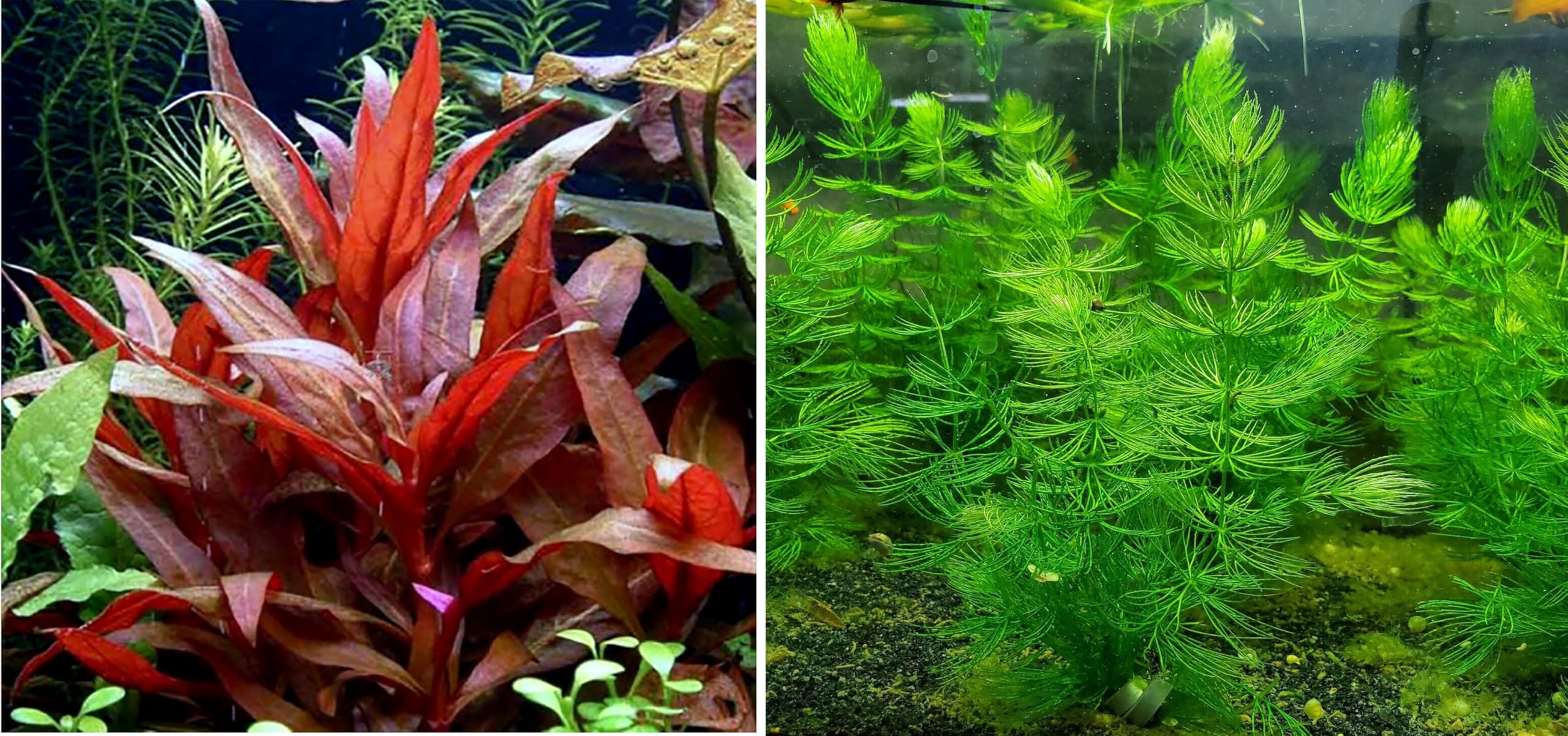 Live Plants For Fish Tank Mainam Live Aquarium Plants Bundle ...